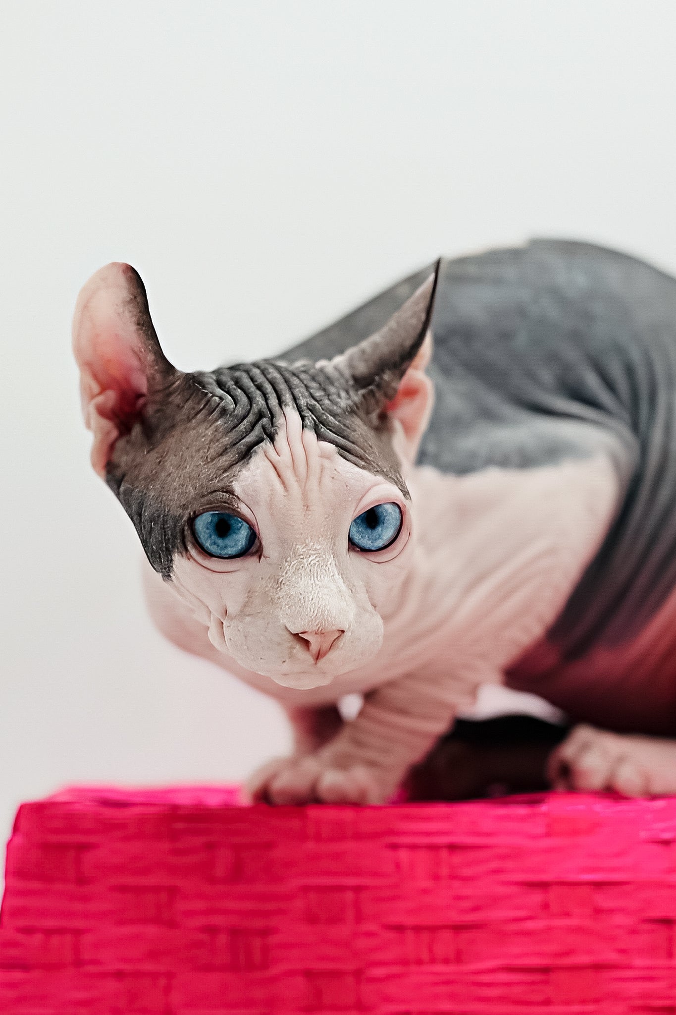 Meet Lea the Adorable Elf Sphynx Kitten