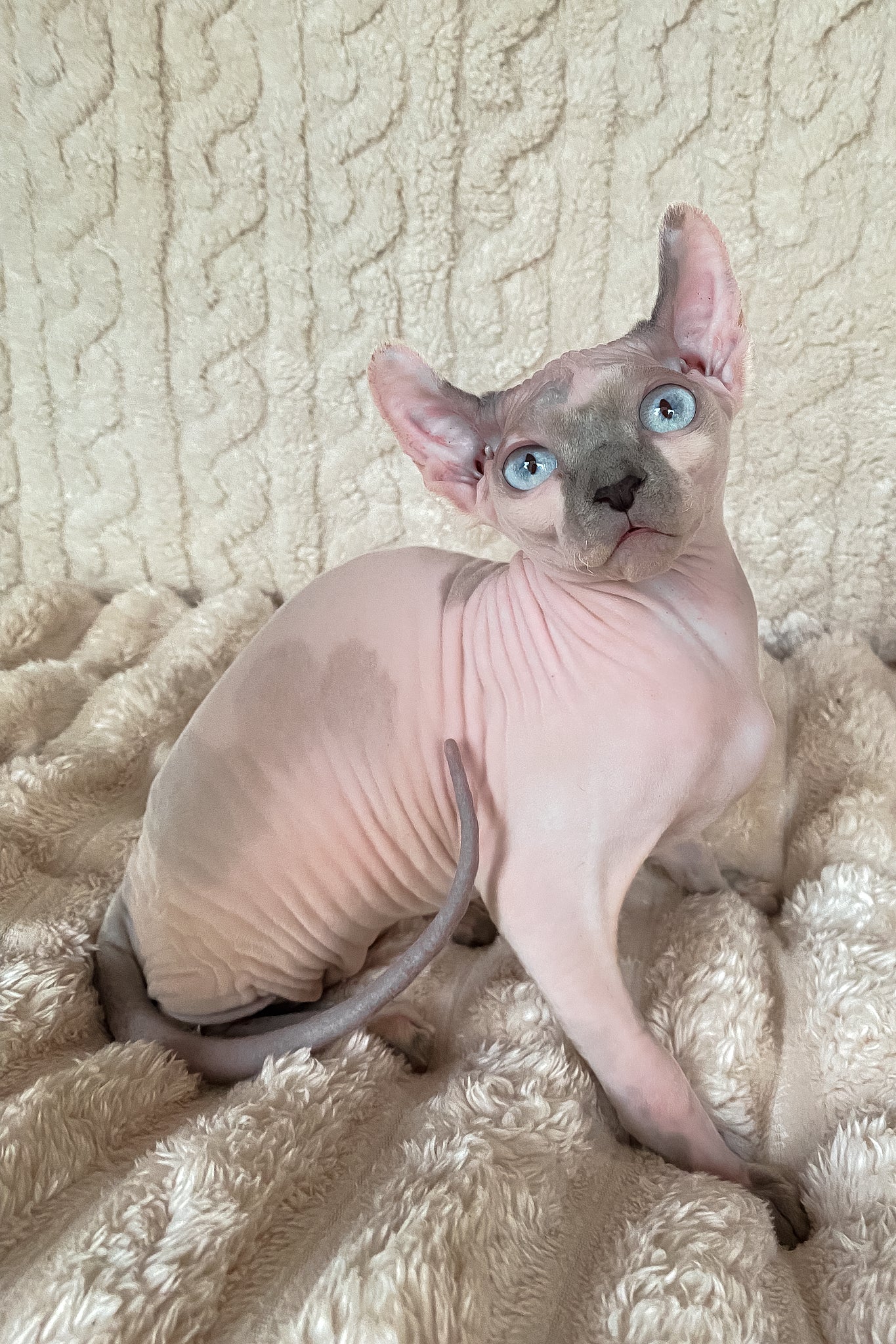 Lermon the Elf Sphynx Kitten with Mesmerizing Eyes