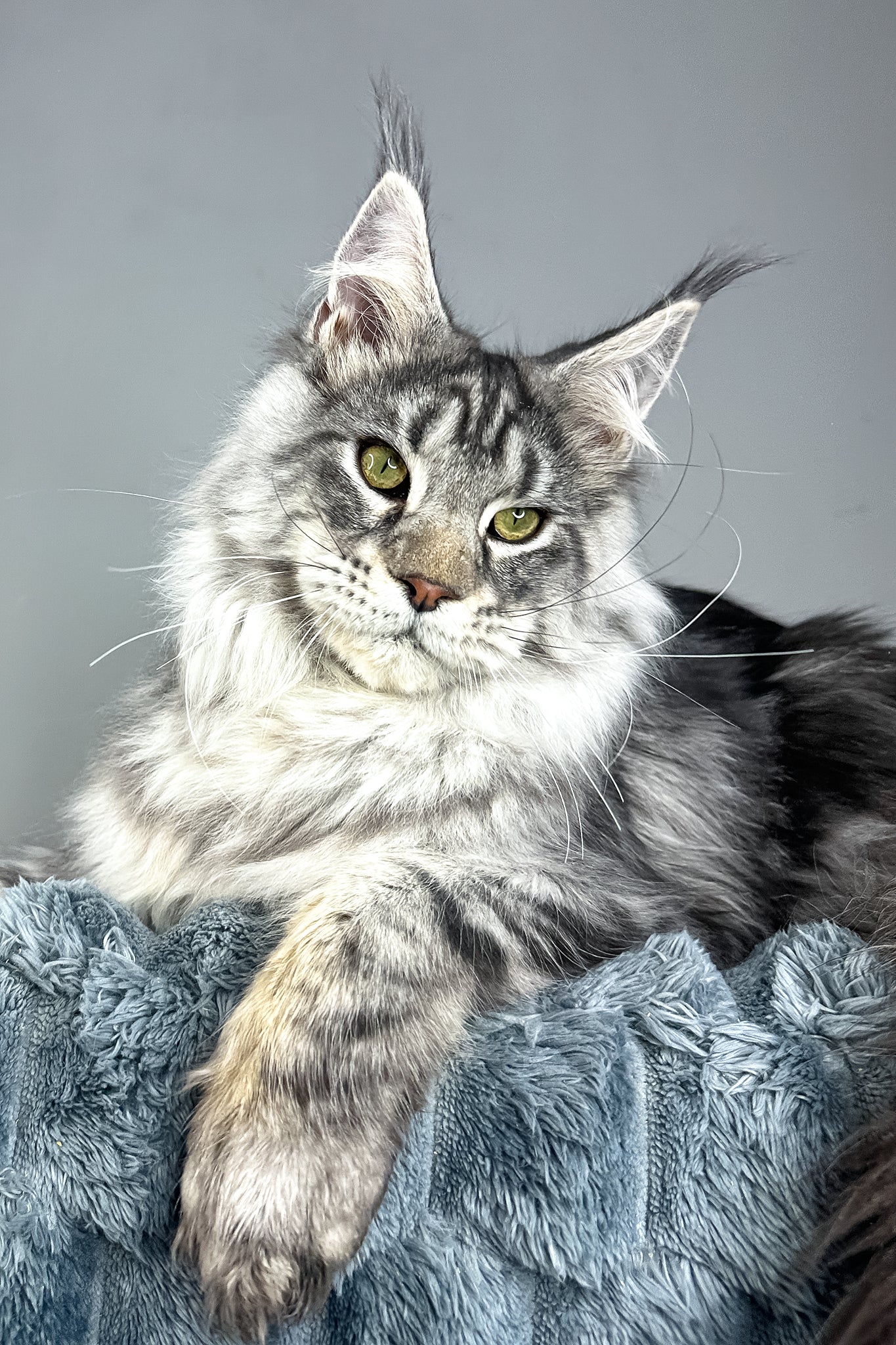 Louis the Black Silver Classic Tabby Maine Coon Kitten with Hazel Eyes