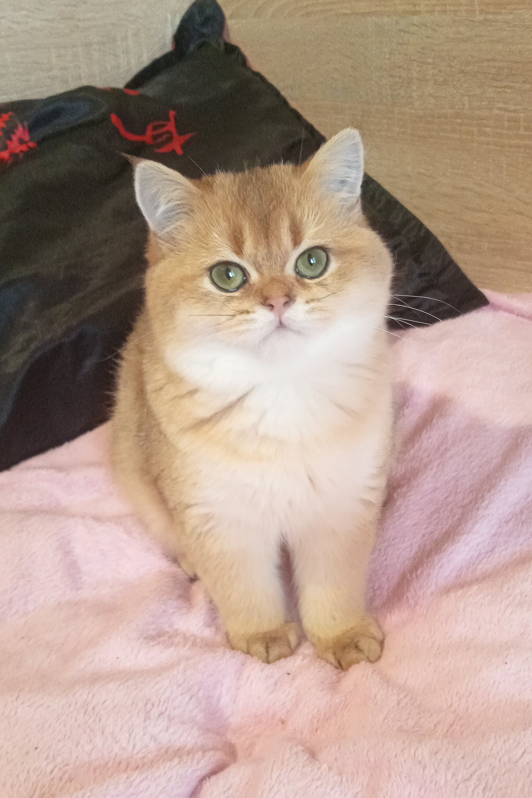 Markus Scottish Straight Kitten Warm Golden Charmer