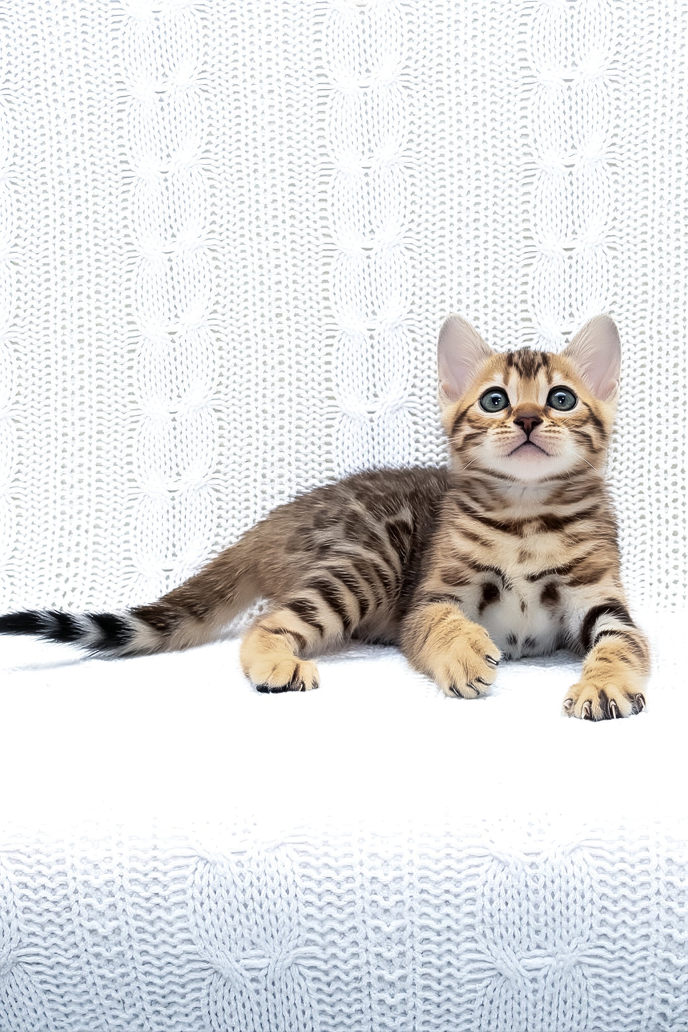 Mango the Bengal Kitten with Mesmerizing Green Eyes