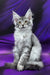 Marcel the Maine Coon Kitten with Black Silver Blotched Tabby Coat