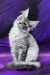 Marcel the Maine Coon Kitten with Black Silver Blotched Tabby Coat