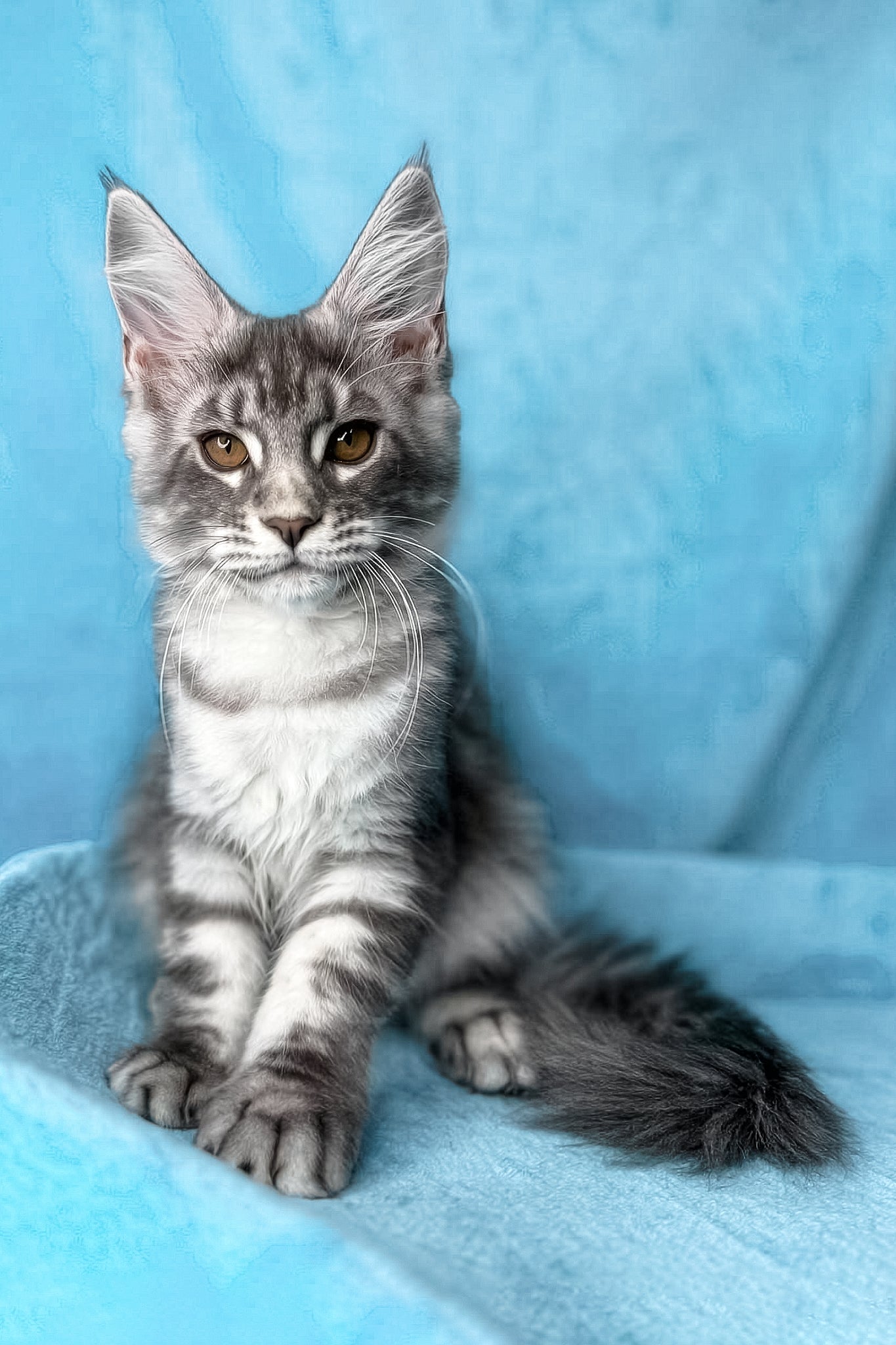 Adopt Michelle a Fluffy Blue Smoke Blotched Tabby Maine Coon Kitten