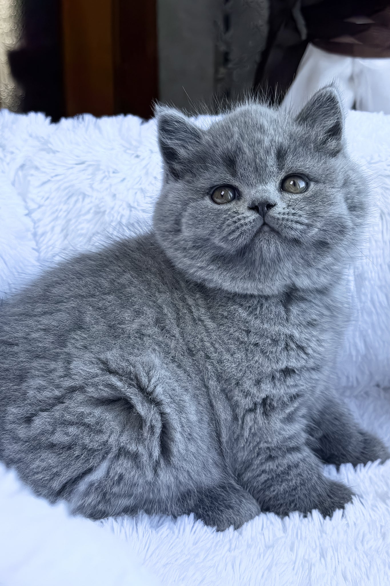 Meet Polikarp A Sweet British Shorthair Kitten