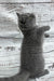 Yashan the British Shorthair Kitten with gold Eyes