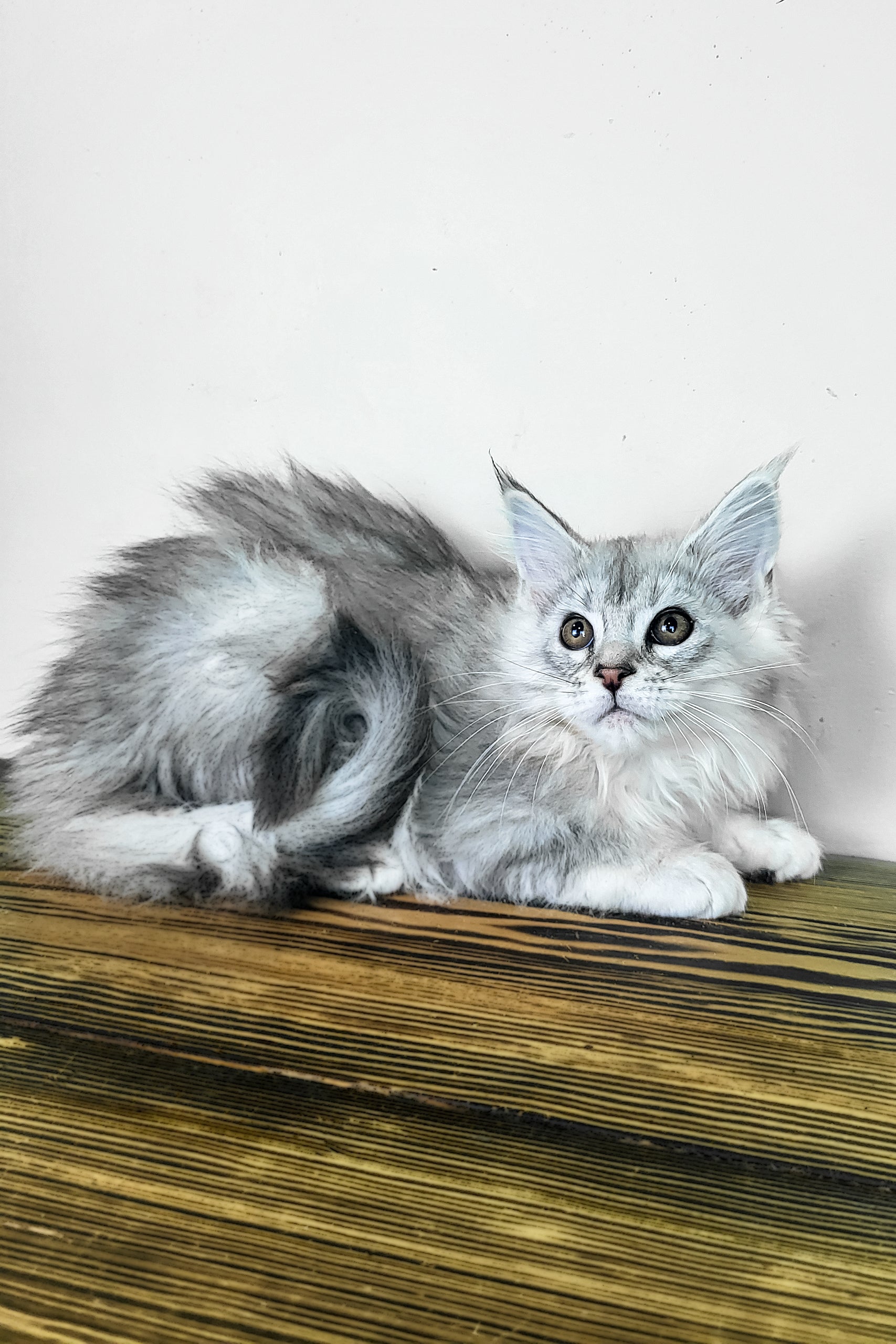 Adopt your Sweet Yoko Maine Coon Kitten Today – Purebred Kitties