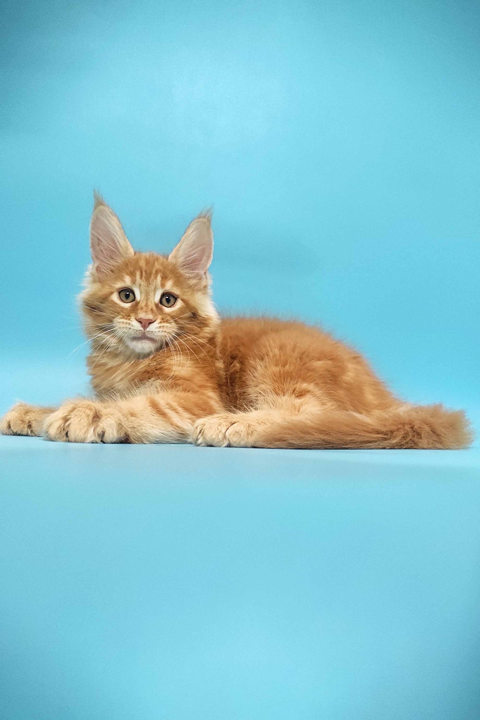 Zeus the Adorable Ginger Maine Coon Kitten