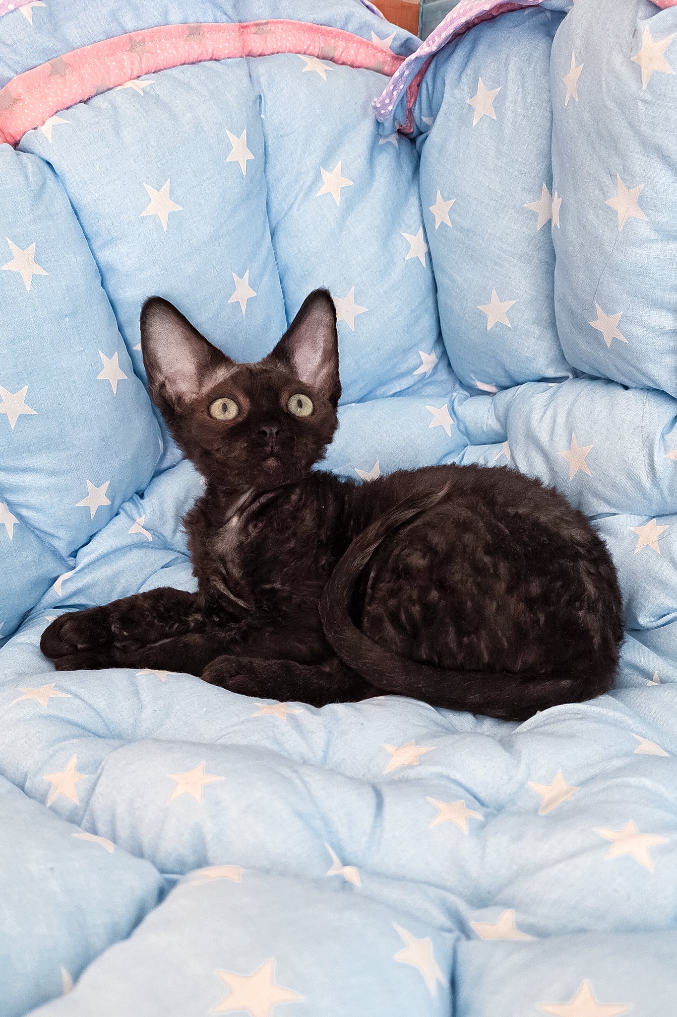 Zorro, the Black Devon Rex with Gray-Green Eyes and Royal Charm!