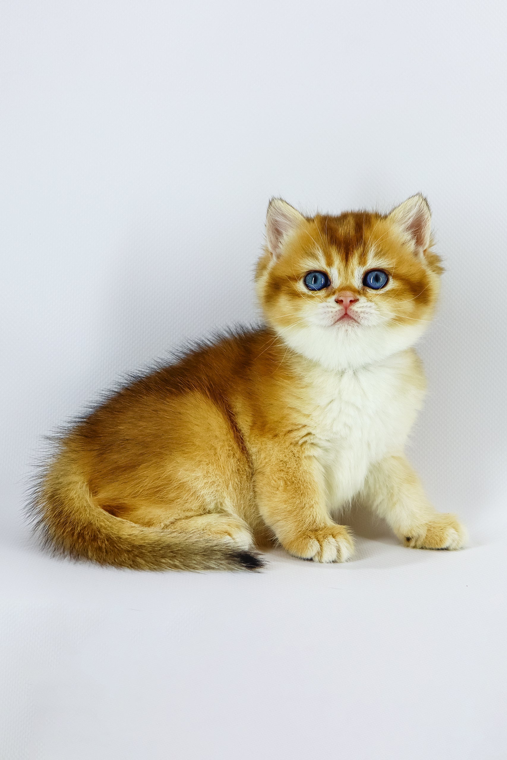 Sweet Zosia British Shorthair with Blue Eyes