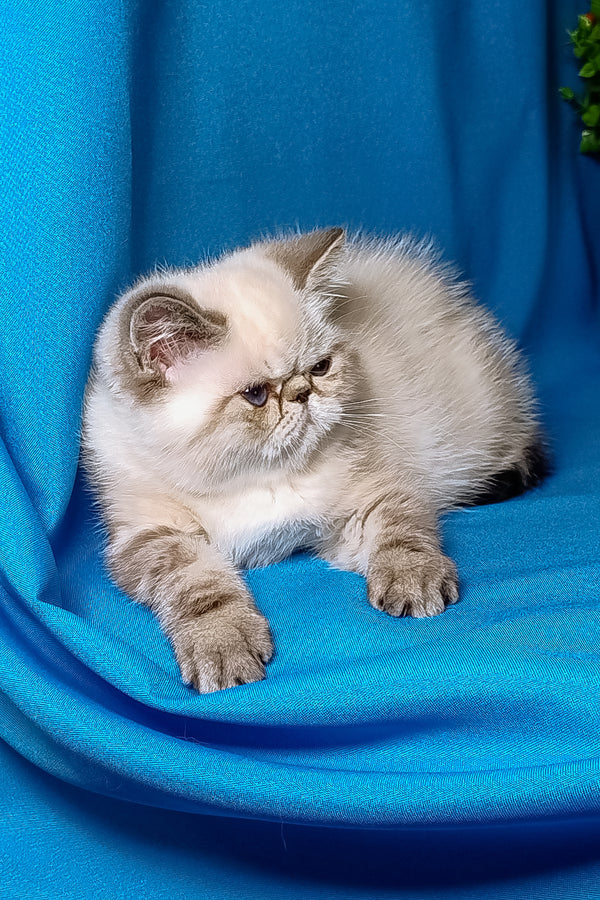Exotic Shorthair Kitten Bella | Exotic Shorthair – Purebred Kitties