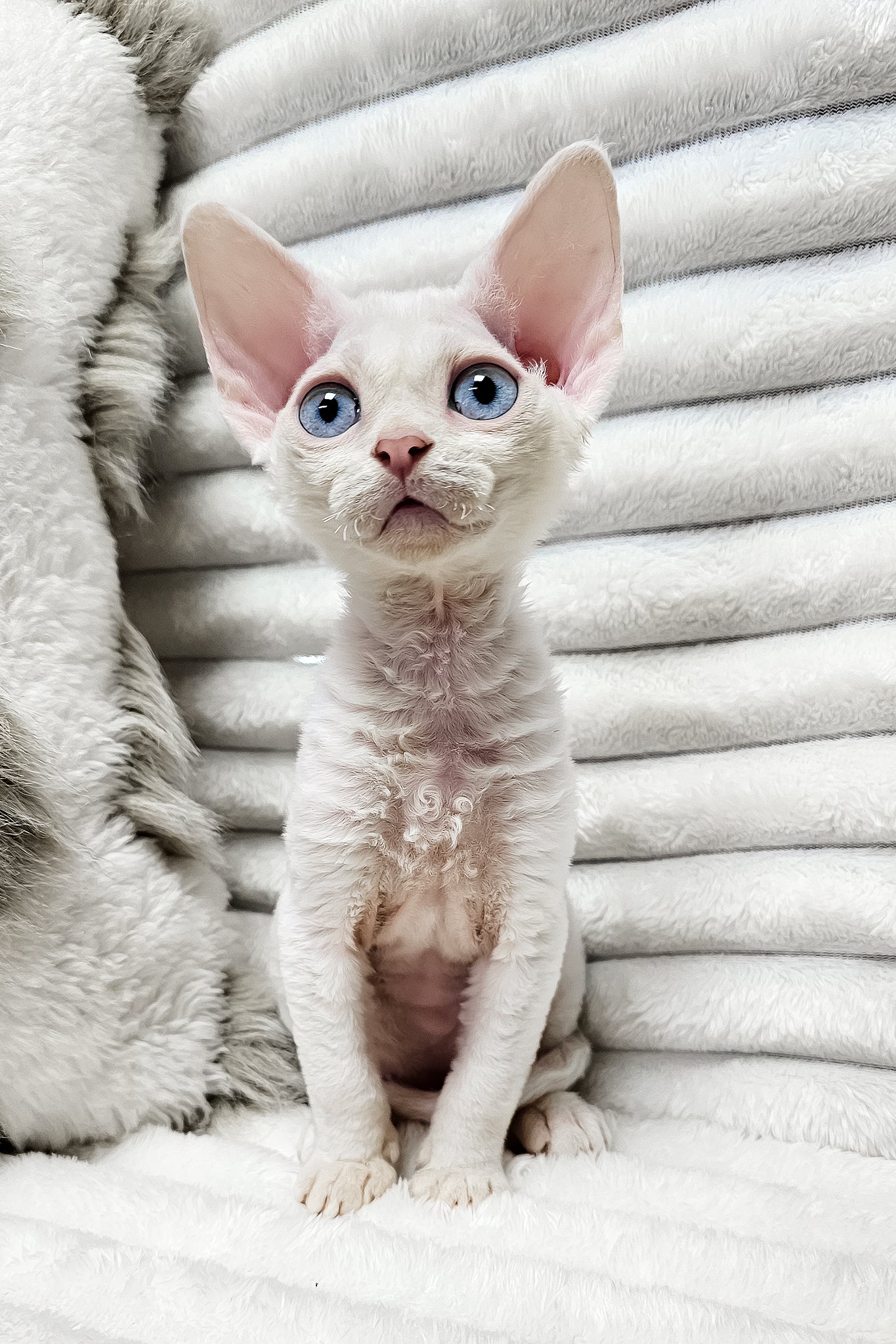Adopt Izzy the Adorable Devon Rex Kitten