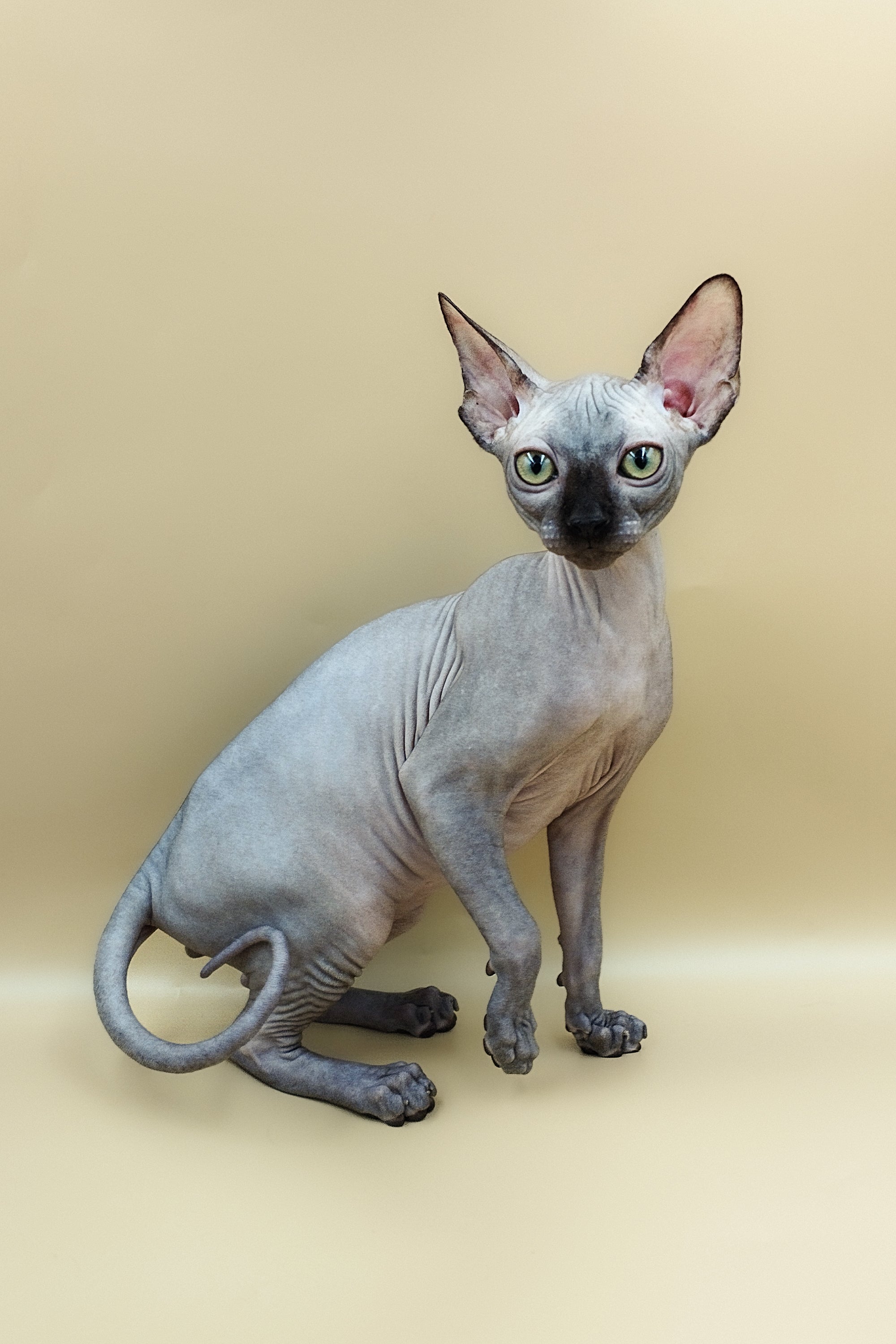 Explore the Norwegian Forest Cat: From Myth to Modern Companion – Purebred Kitties