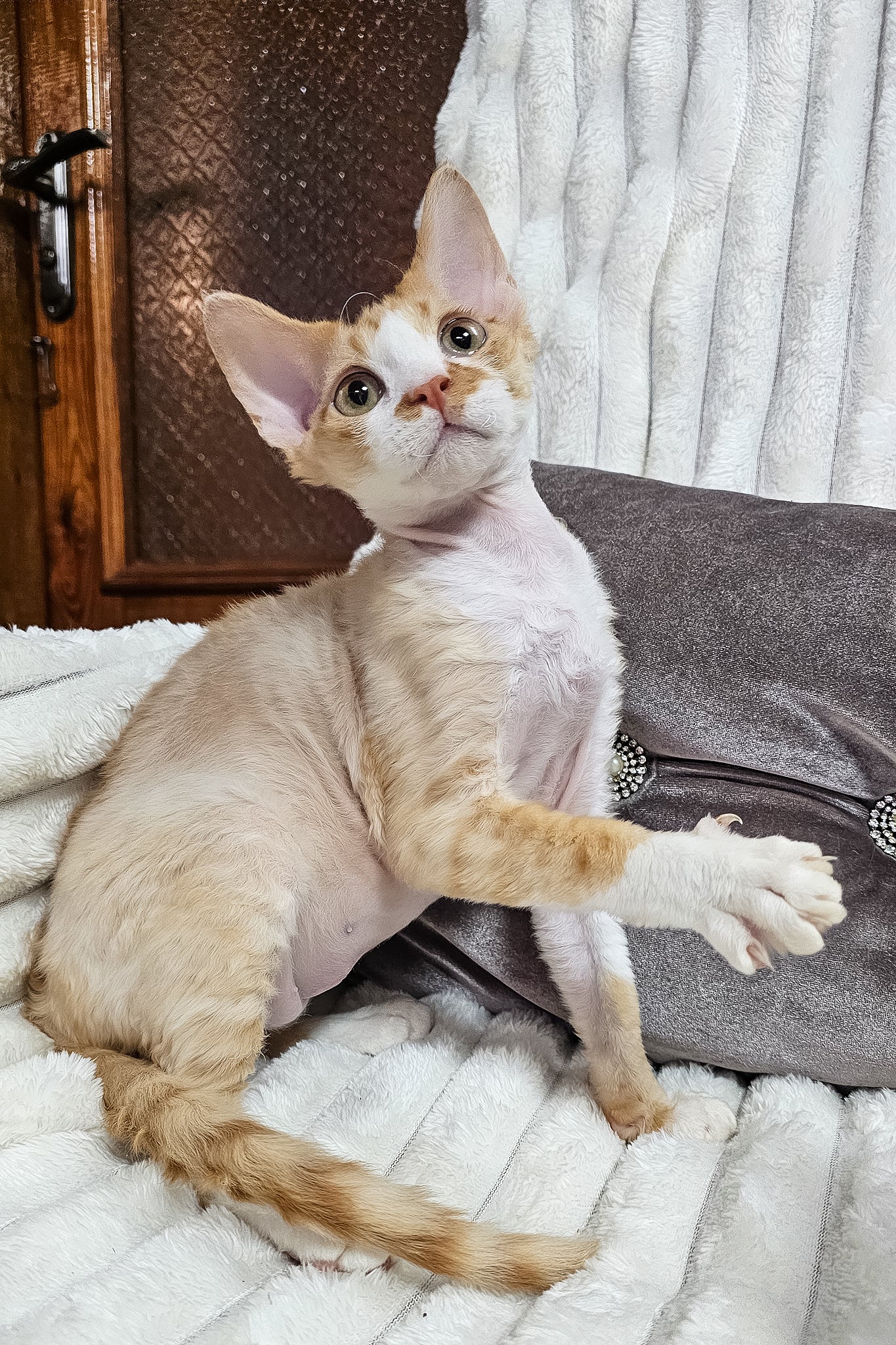 Meet Mars the Charming Devon Rex Kitten