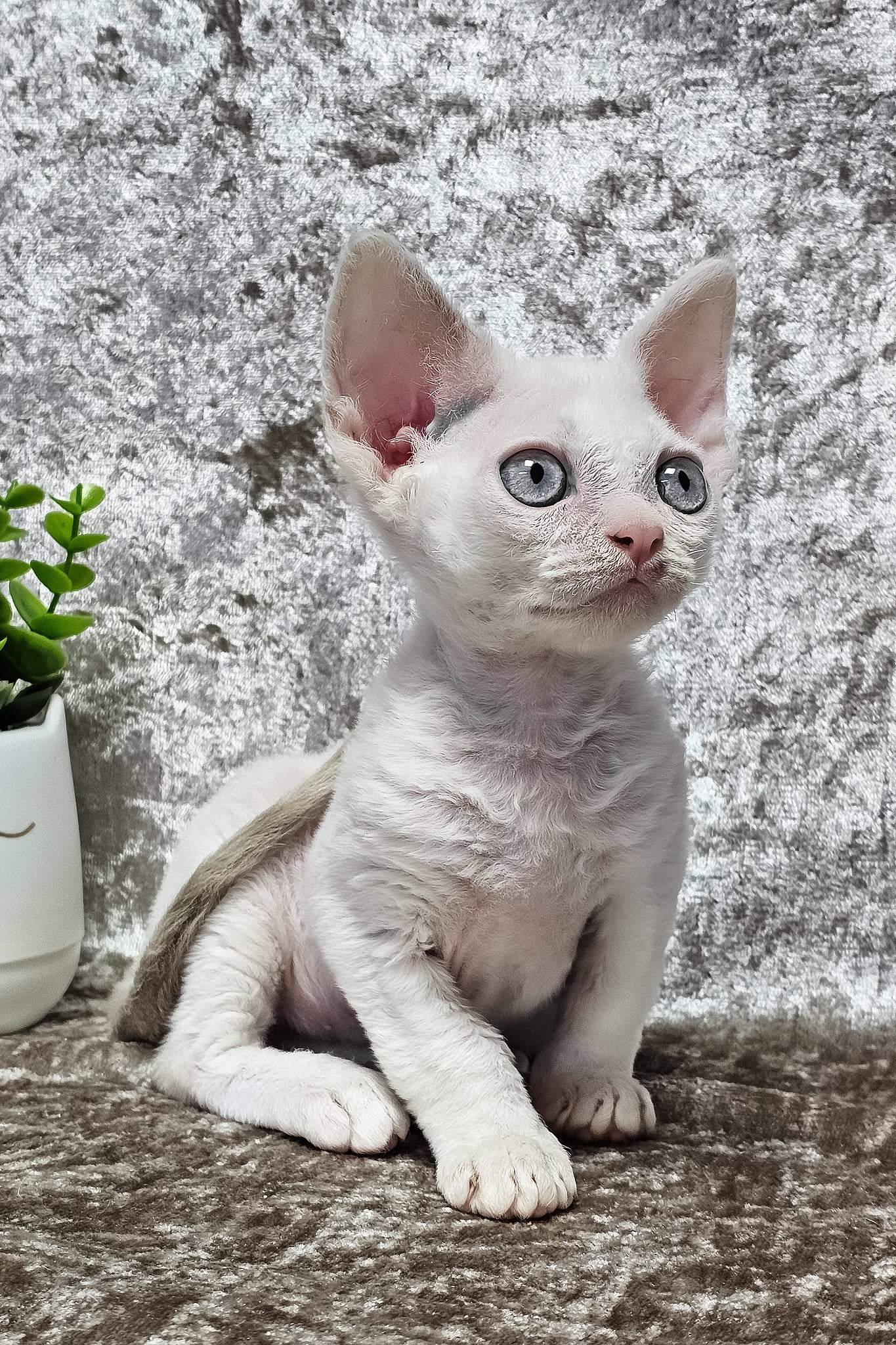 Merlin the Lovable Lilac Van Point Devon Rex Kitten