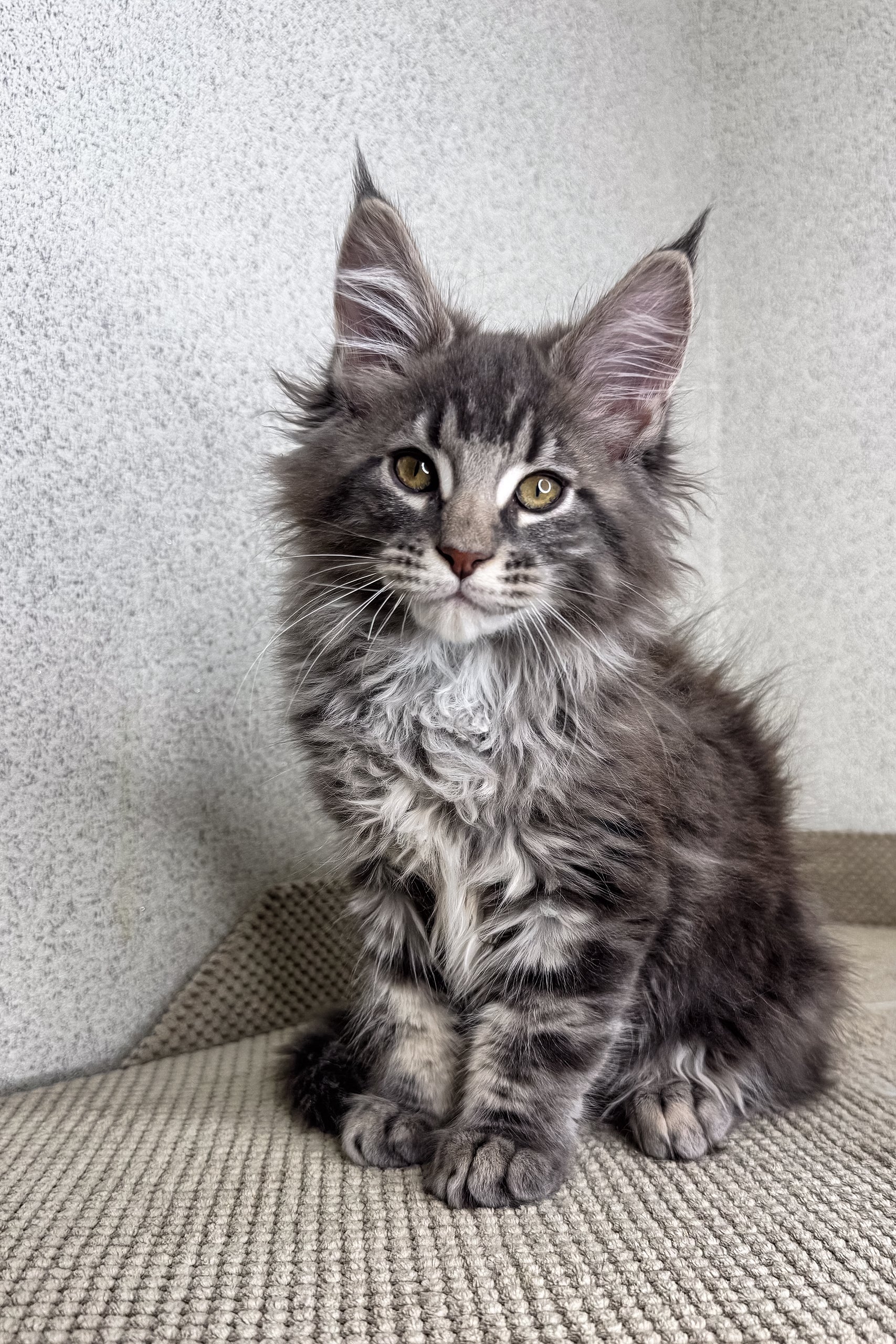 Meet Minor the Fluffy Maine Coon Kitten