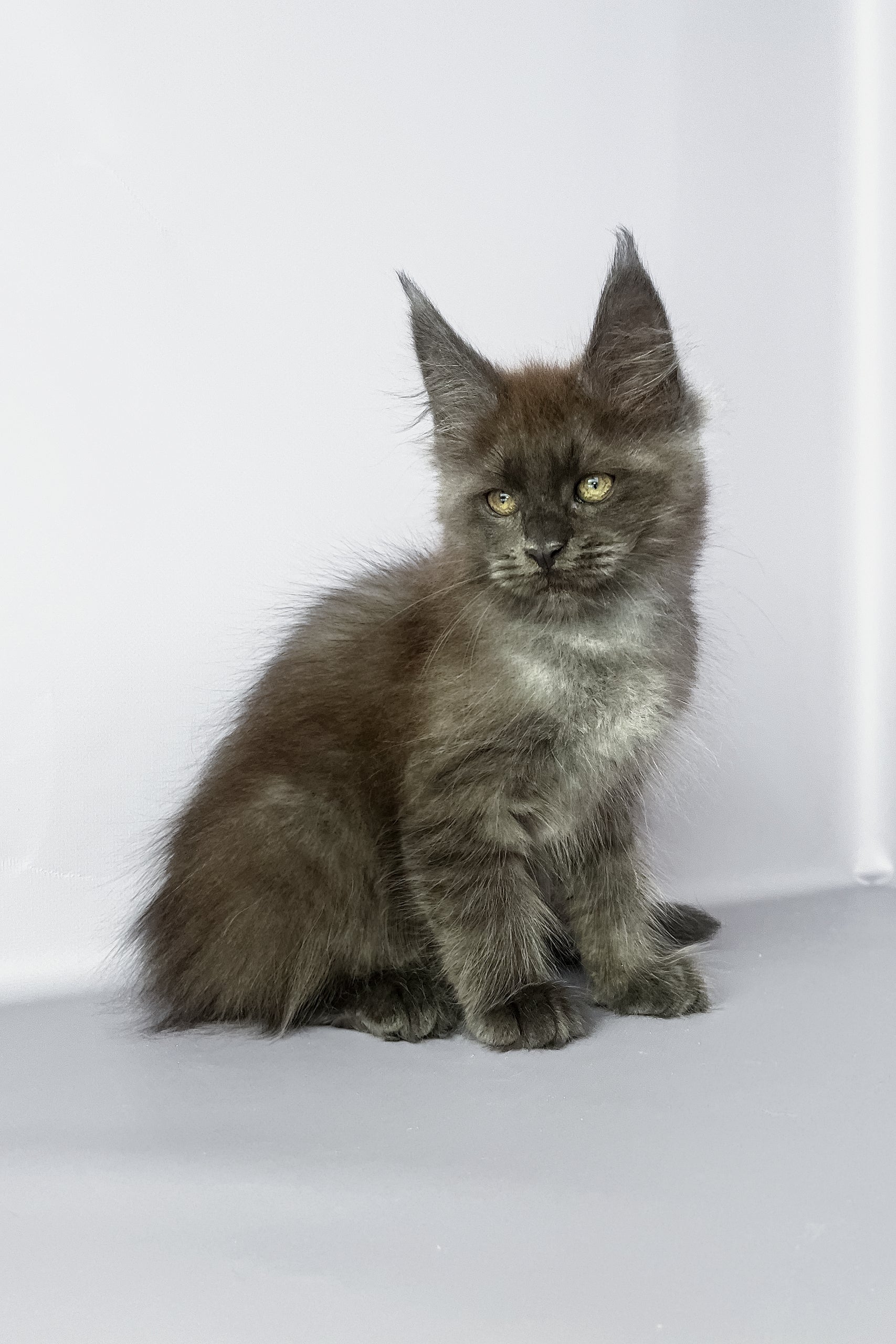 Meet Penny: Adorable Gray Maine Coon Kitten
