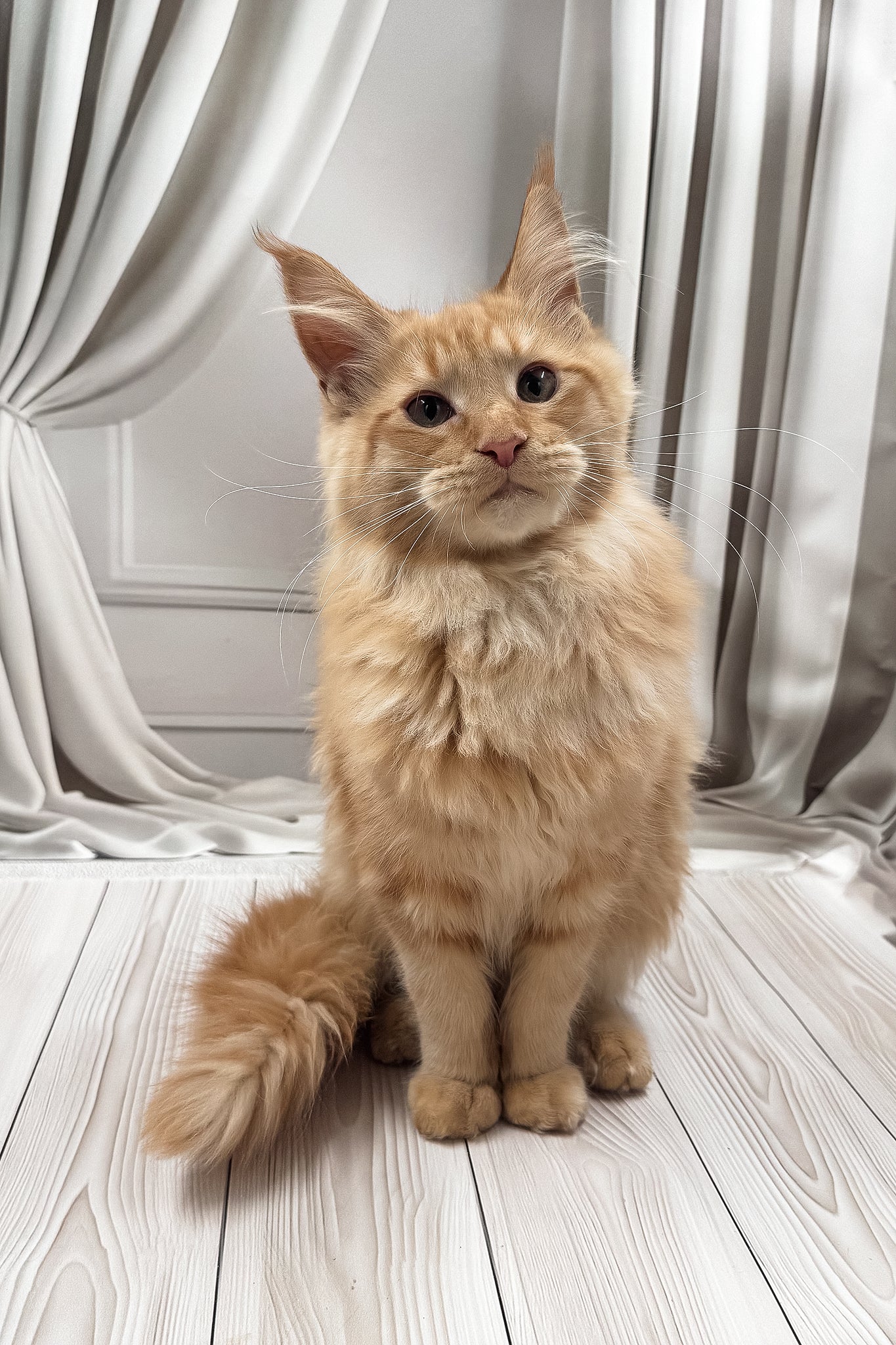 Ron Maine Coon Kitten Vivid Red Blotched Tabby