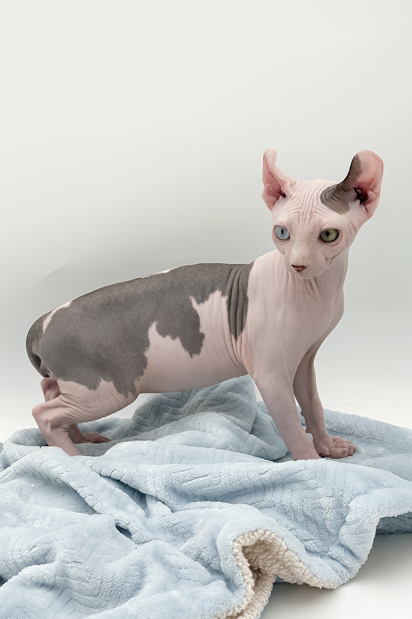 Sam | Luxurious Hairless Elf Sphynx Kitten