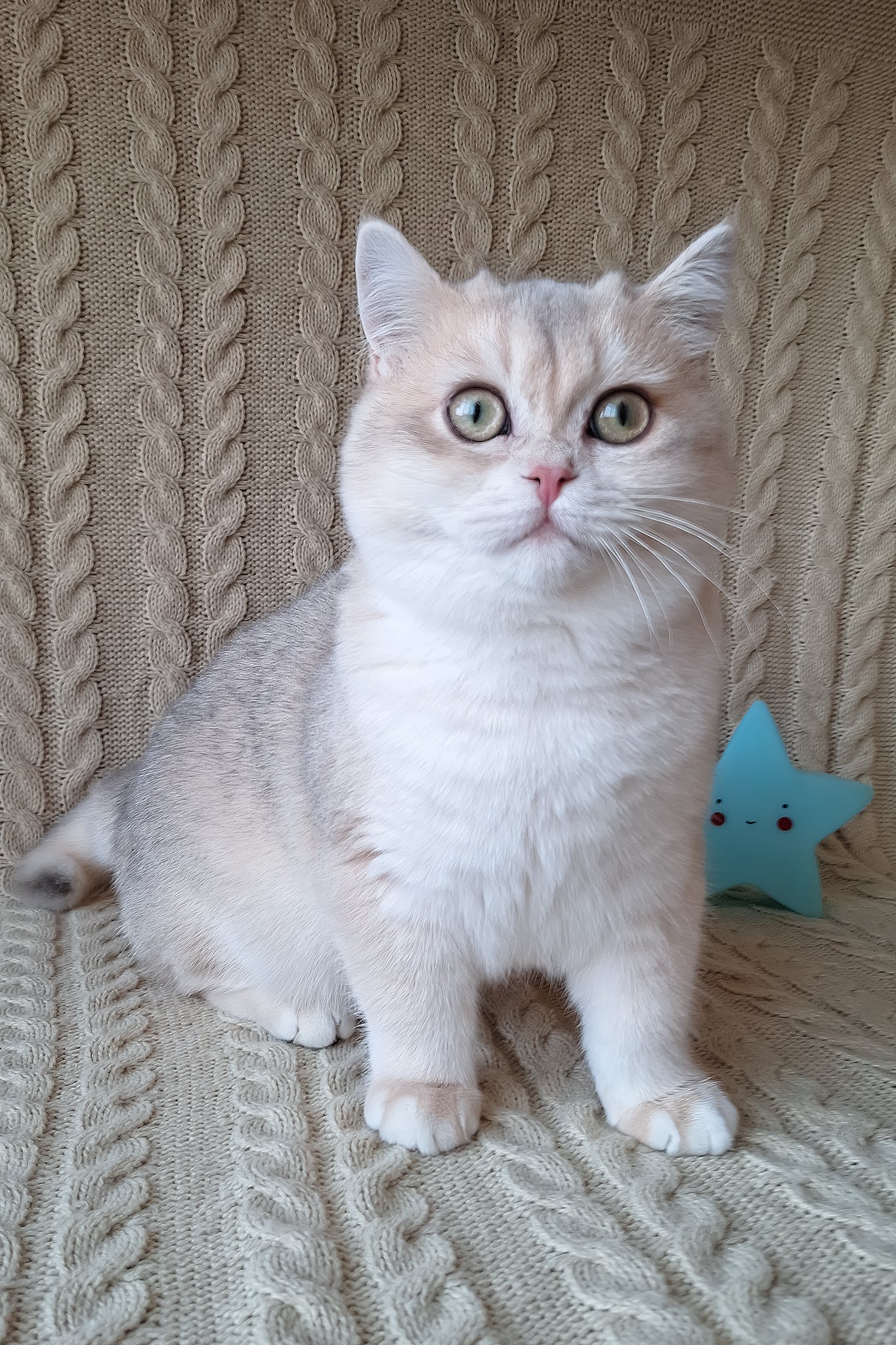 Sapphire British Shorthair Kitten Fluffy Green-eyed Cutie