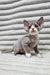Meet Silva Cute Devon Rex Kitten with Yellow-Green Eyes