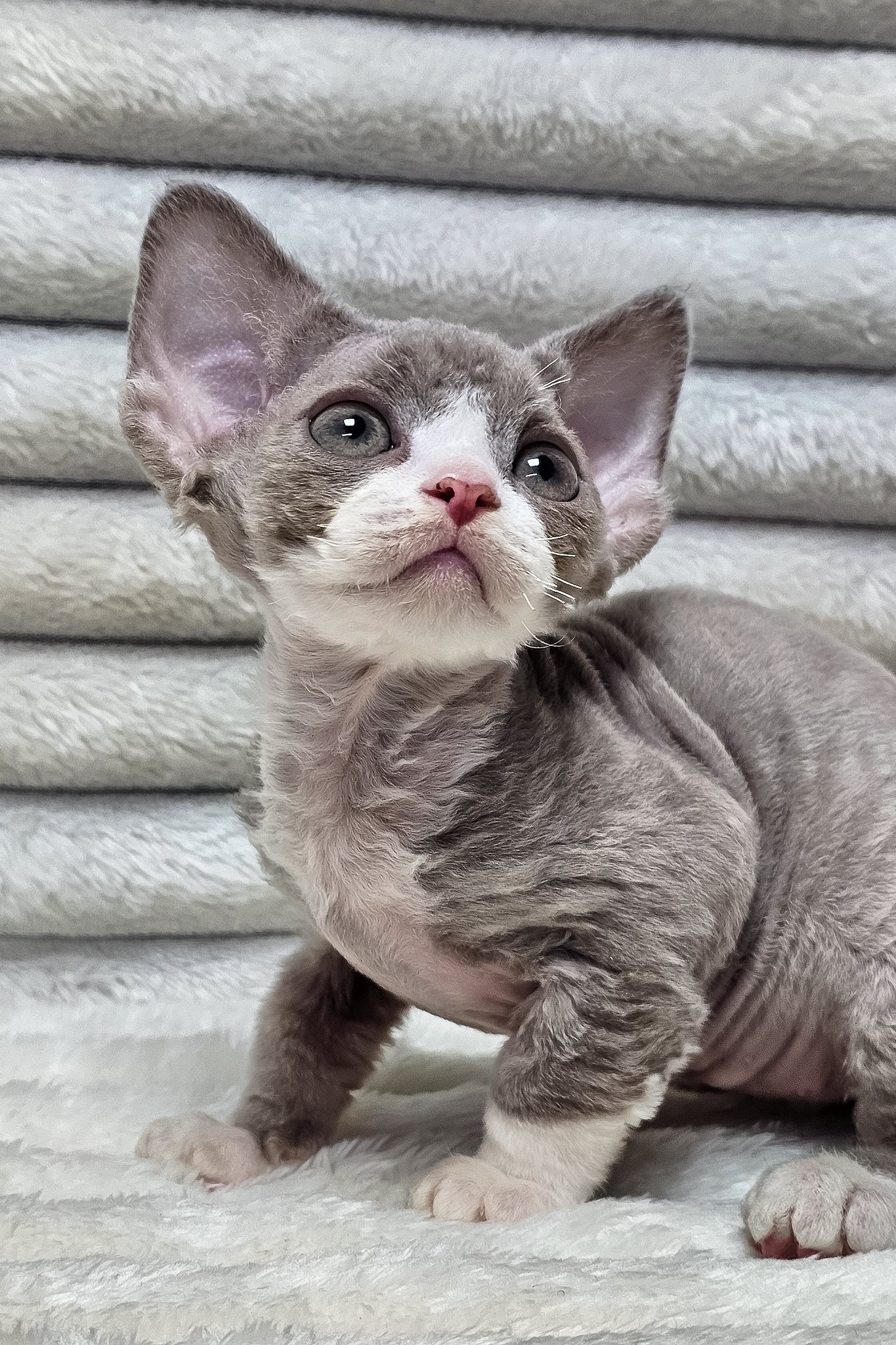 Meet Silva Cute Devon Rex Kitten with Yellow-Green Eyes