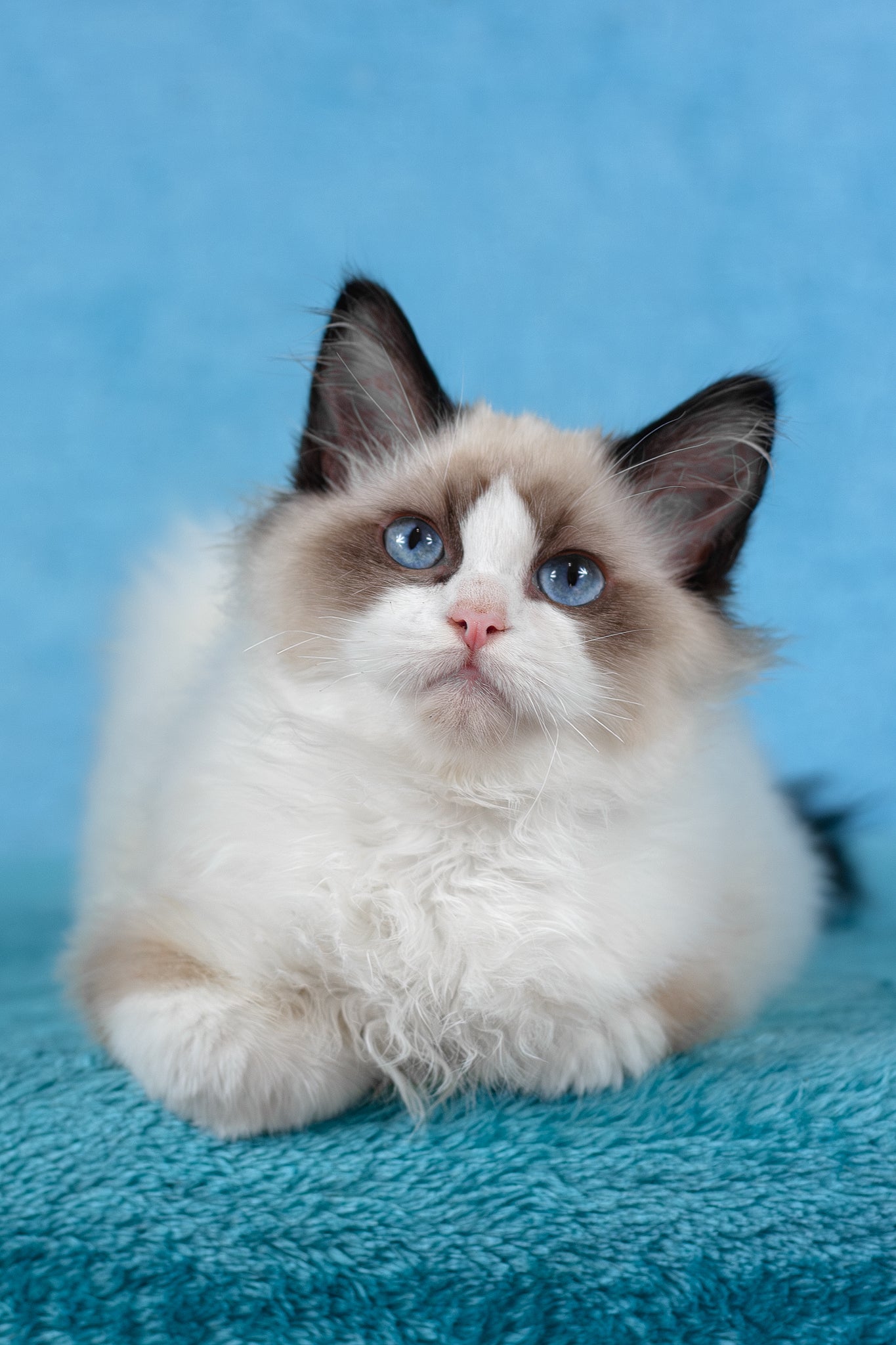 Teddy the Ragdoll Kitten Lovely Blue Eyes