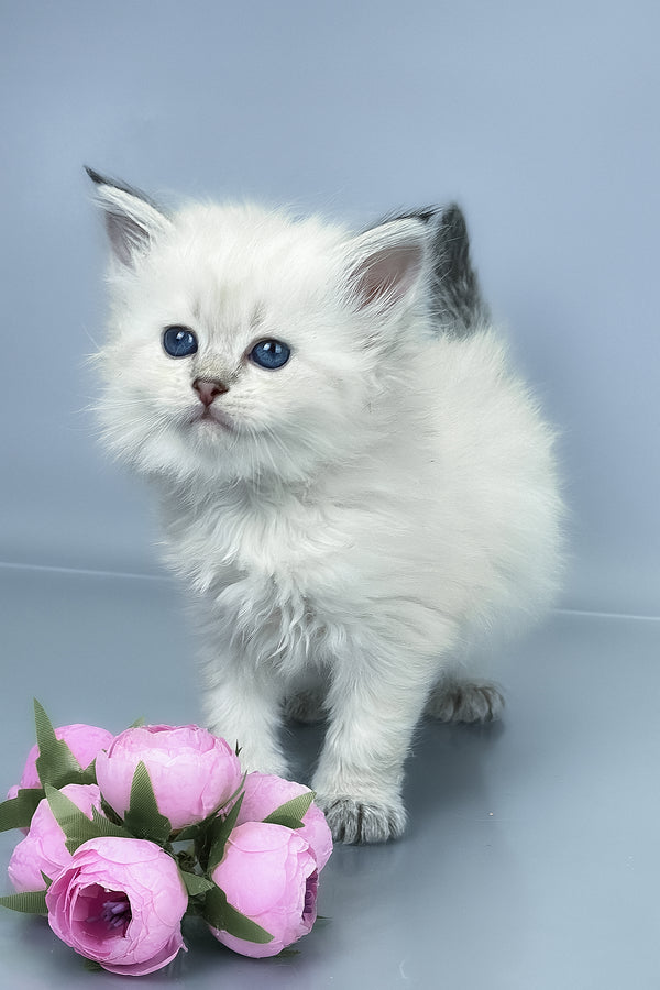 Ulnara the Fluffy Siberian Kitten