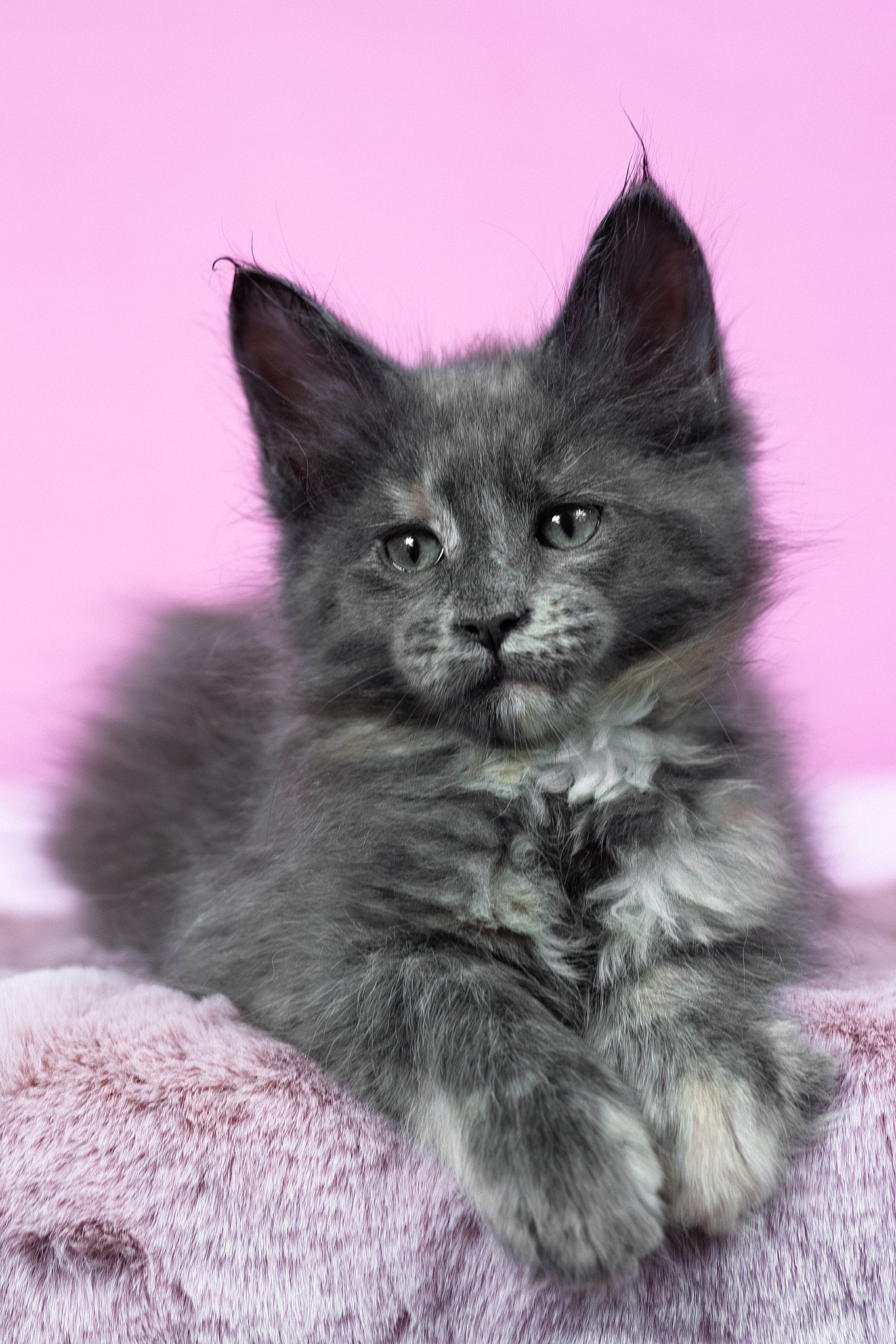 Meet Riddle: Adorable Blue-Cream Tortoise Coated Maine Coon Kitten