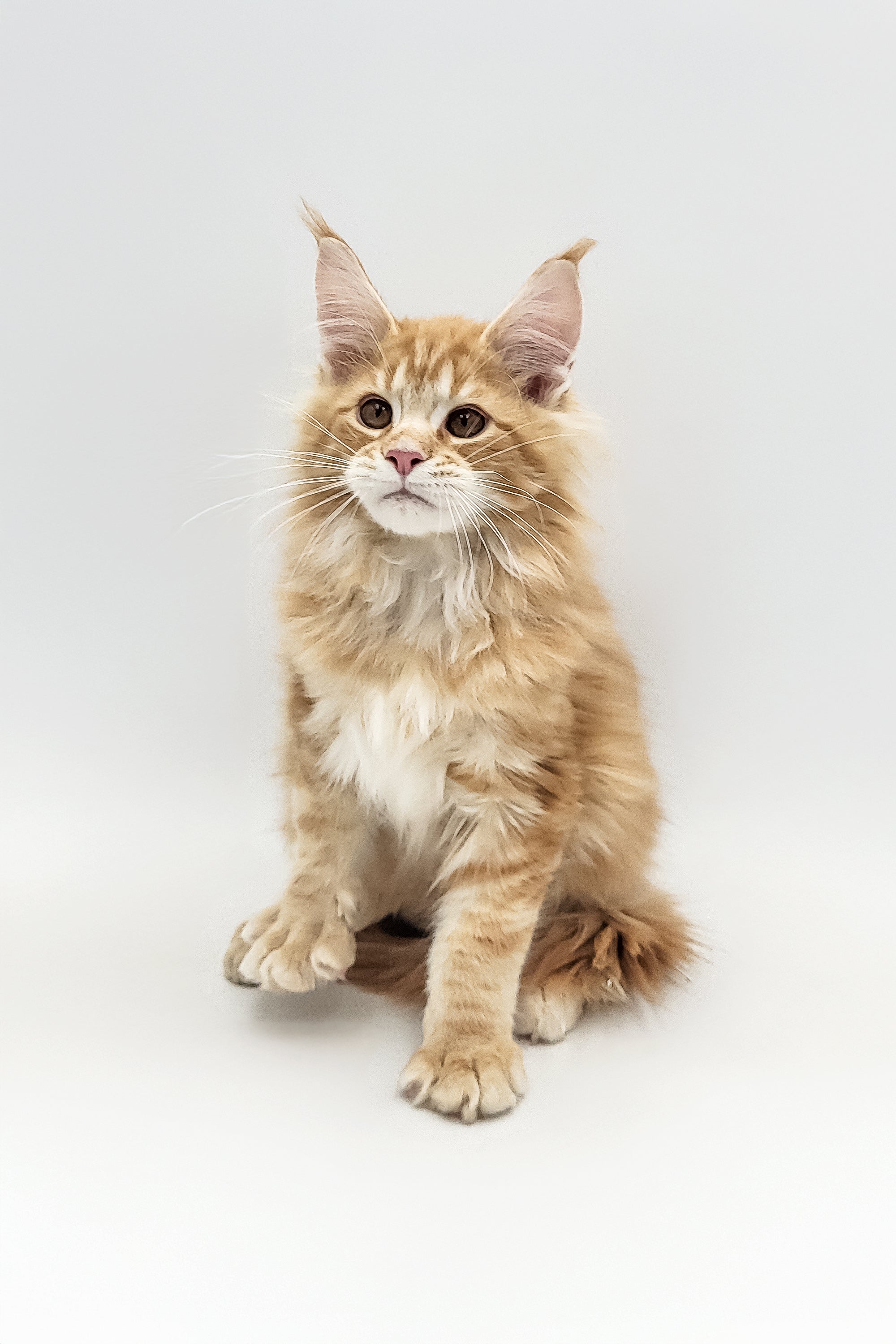 Xenos the Cream Maine Coon Kitten with Fluffy Ears