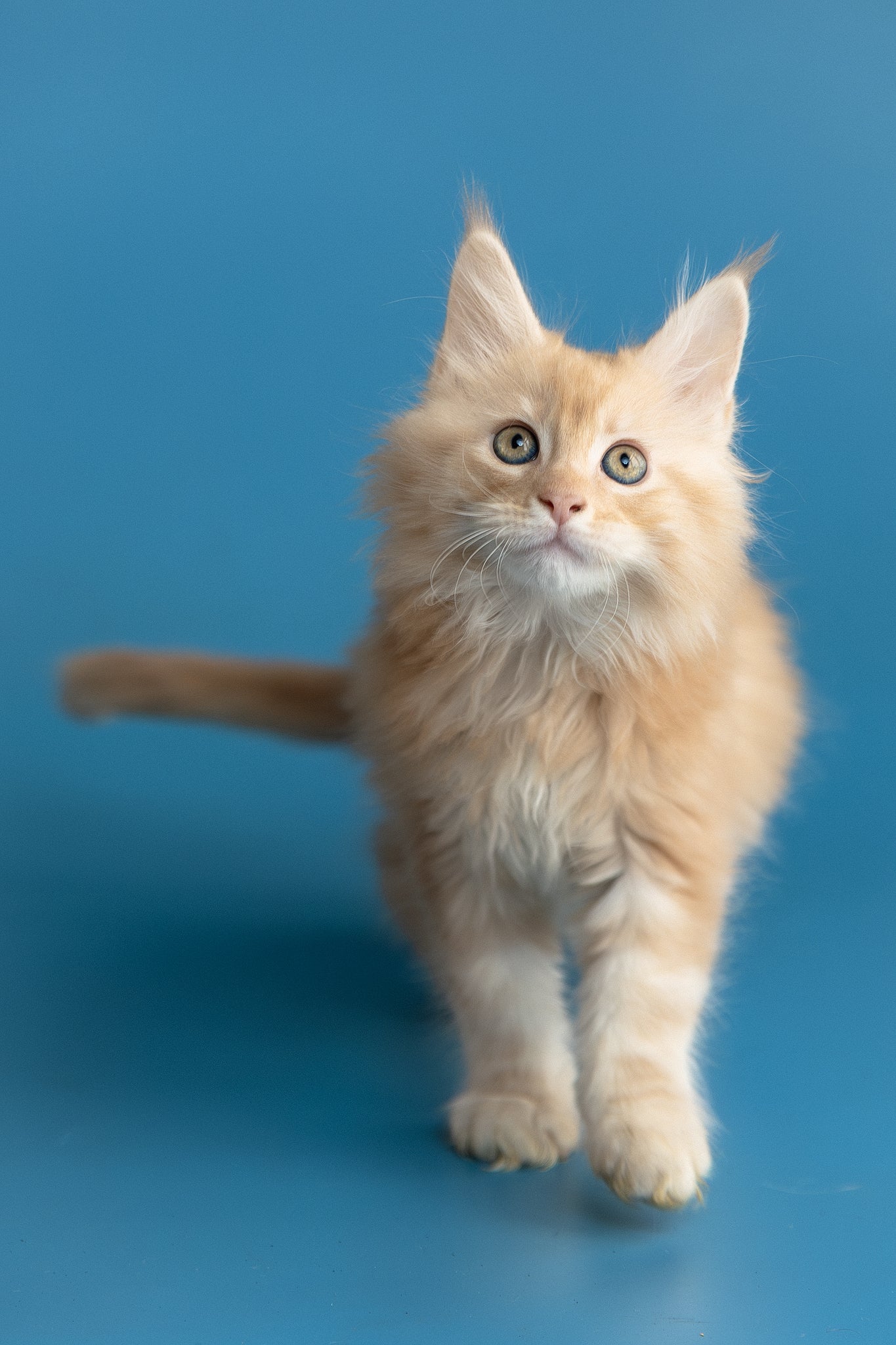 Zefir the Loving Cream Smoke Blotched Tabby Kitten