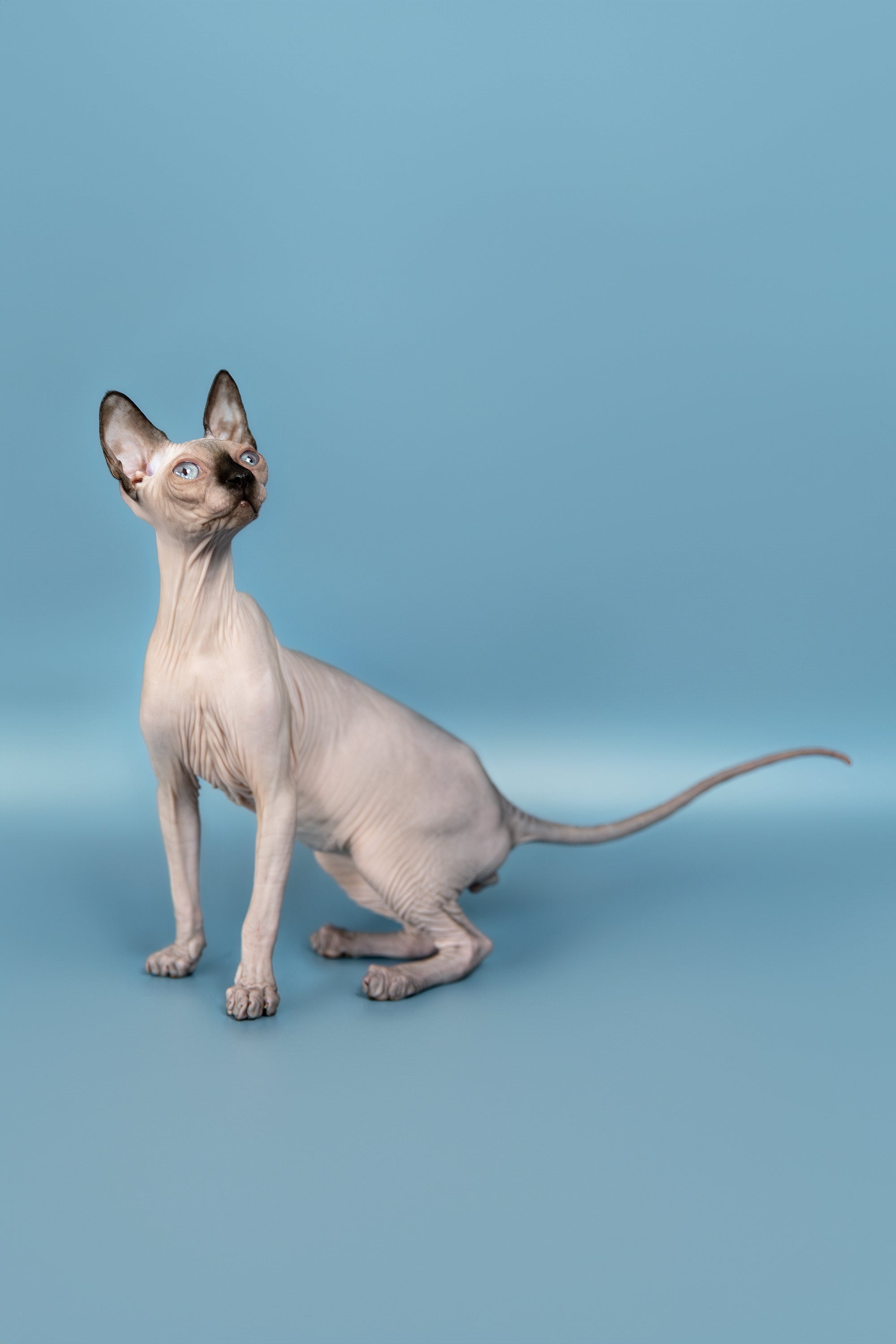 Pluton Canadian Sphynx Kitten Adorable & Unique