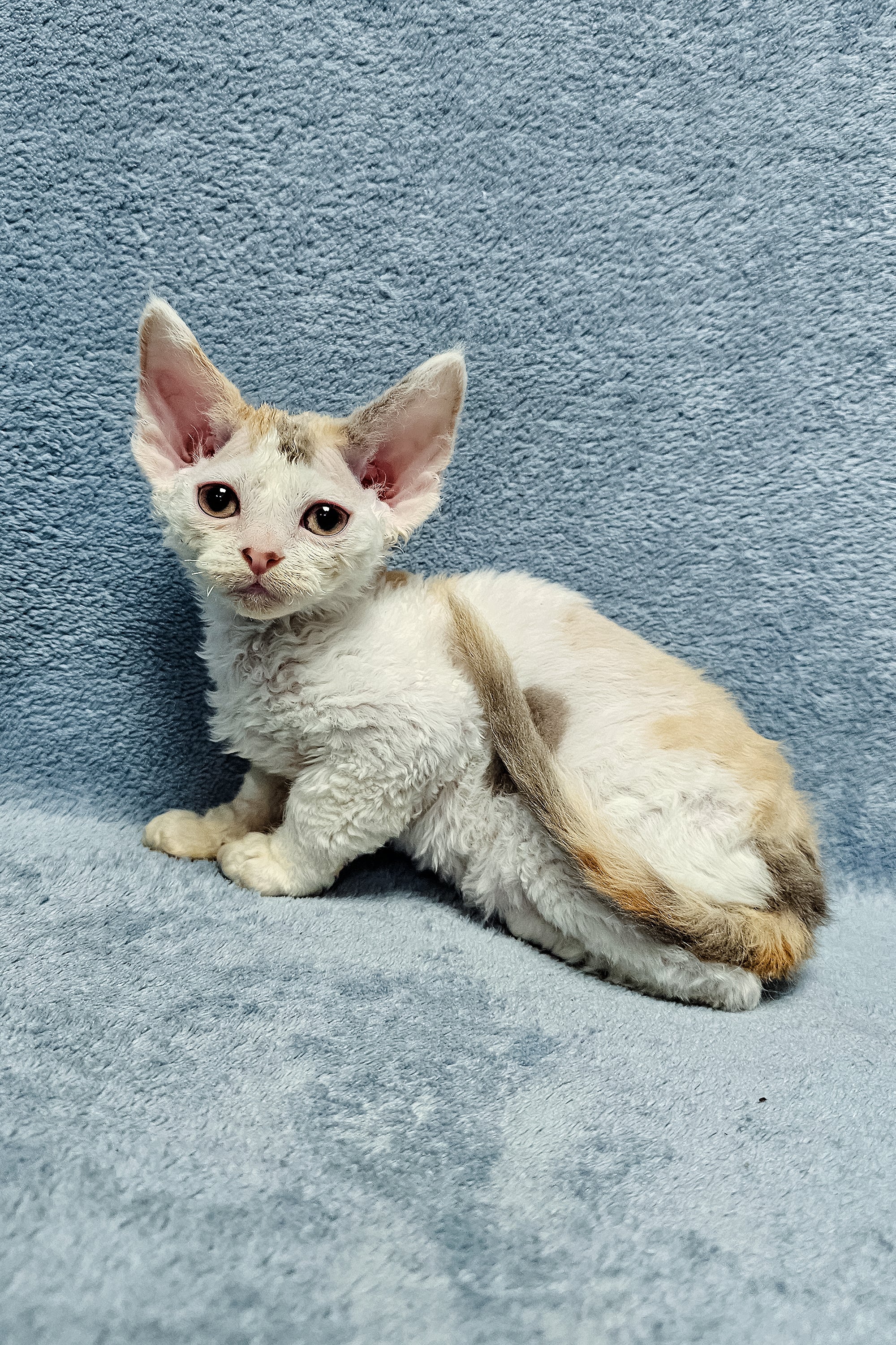 Adorable Dominica: your Perfect Devon Rex Kitten – Purebred Kitties