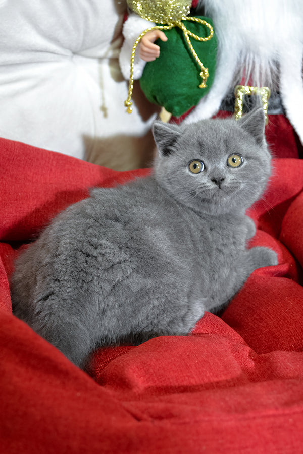 Irek Blue Scottish Straight with Green Eyes