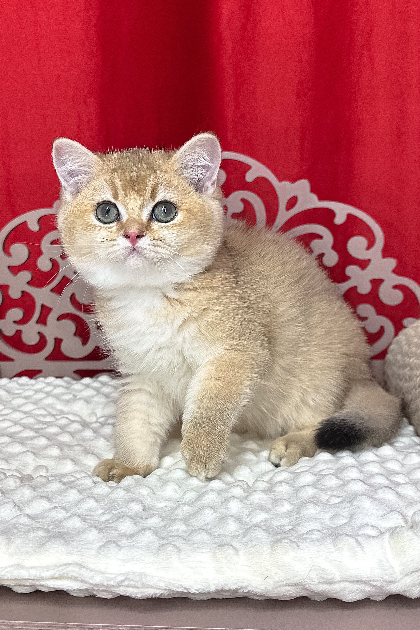 Meet Kristian A Sweet British Shorthair Kitten