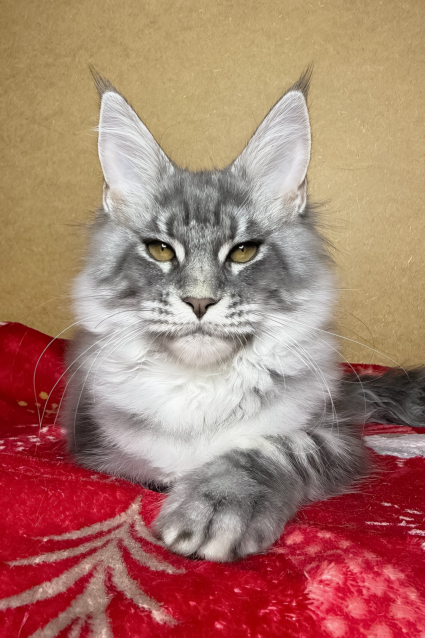 Adopt Michelle a Fluffy Blue Smoke Blotched Tabby Maine Coon Kitten