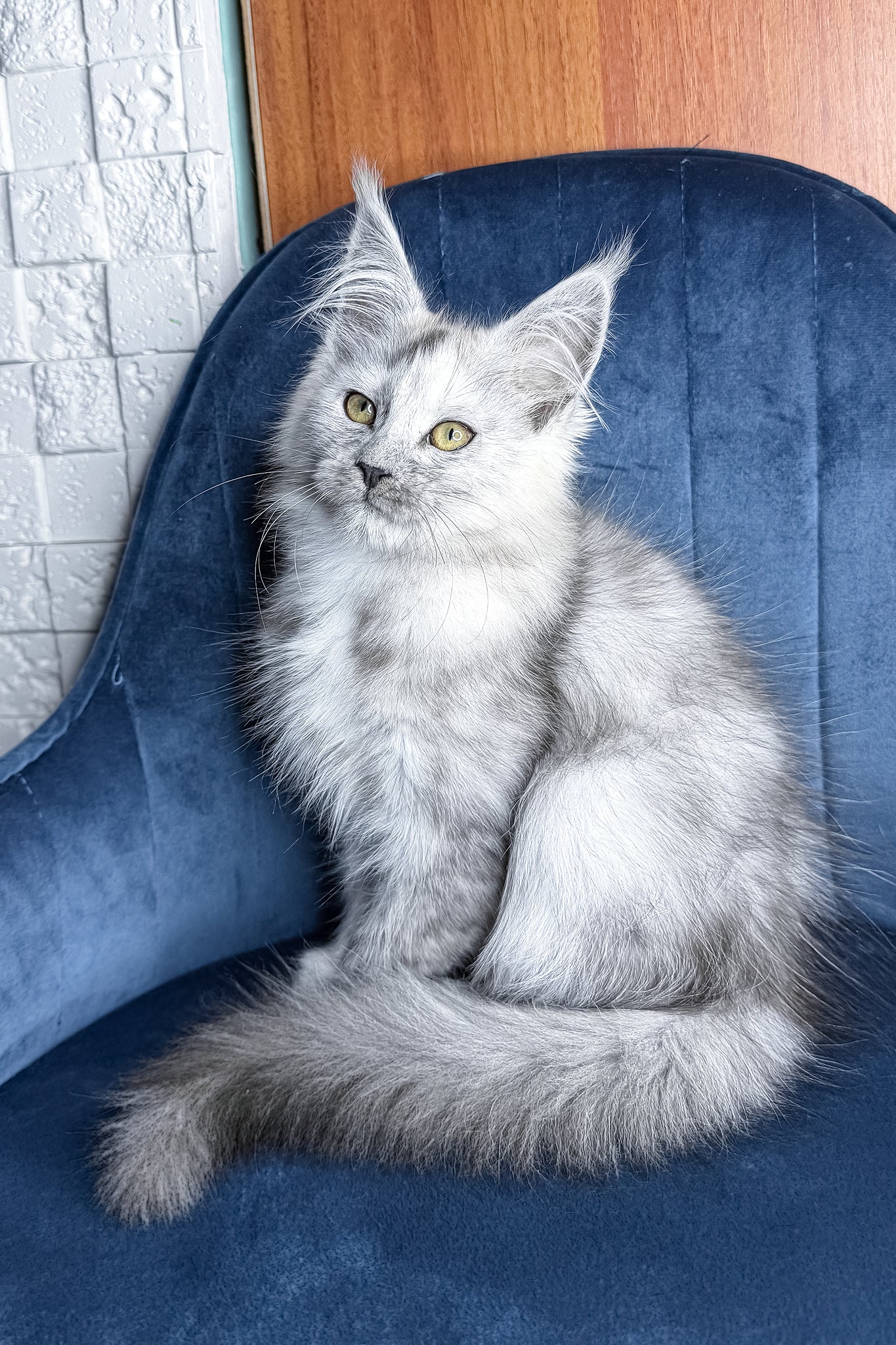 Meet Zhaklin: Adorable Black Smoke Maine Coon Kitten