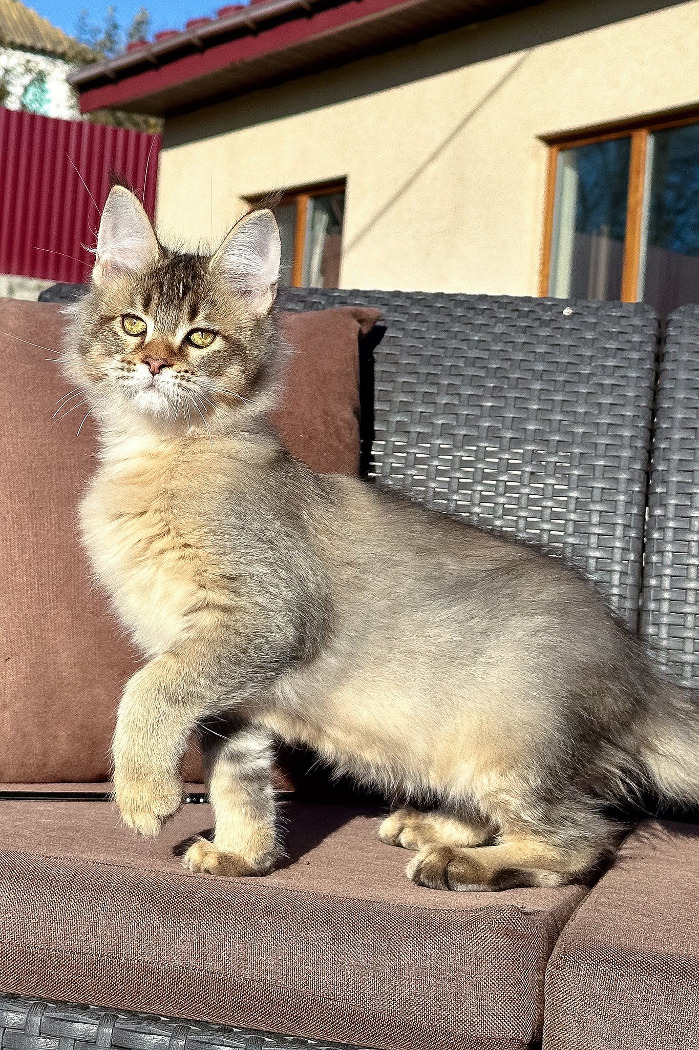 Torra Adorable Golden Maine Coon Kitten with Green Eyes