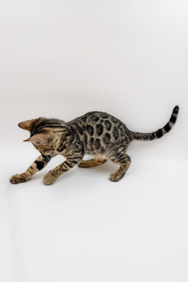Zabrina Bengal Kitten with Striking Green Eyes