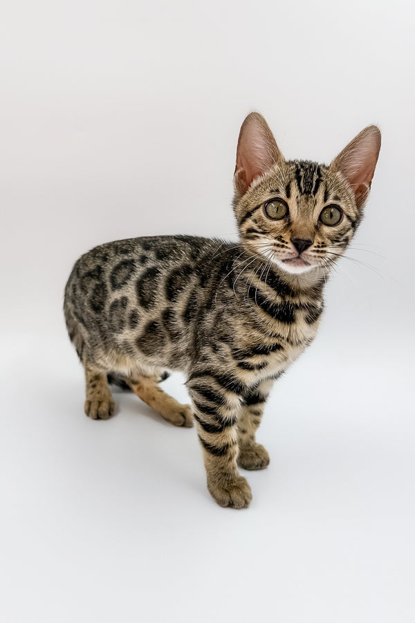 Zabrina Bengal Kitten with Striking Green Eyes