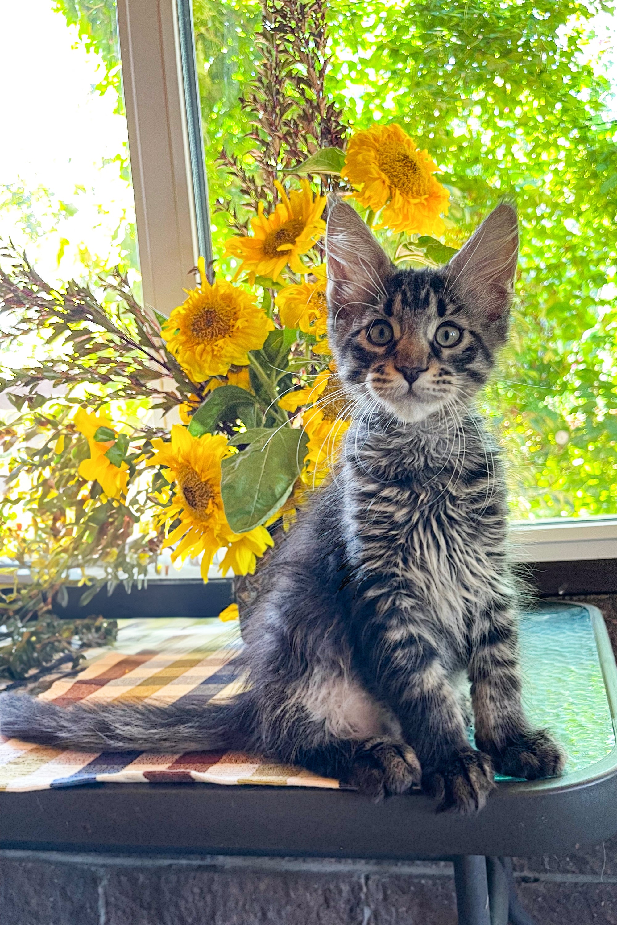 Meet Elephant the Charming Maine Coon Kitten