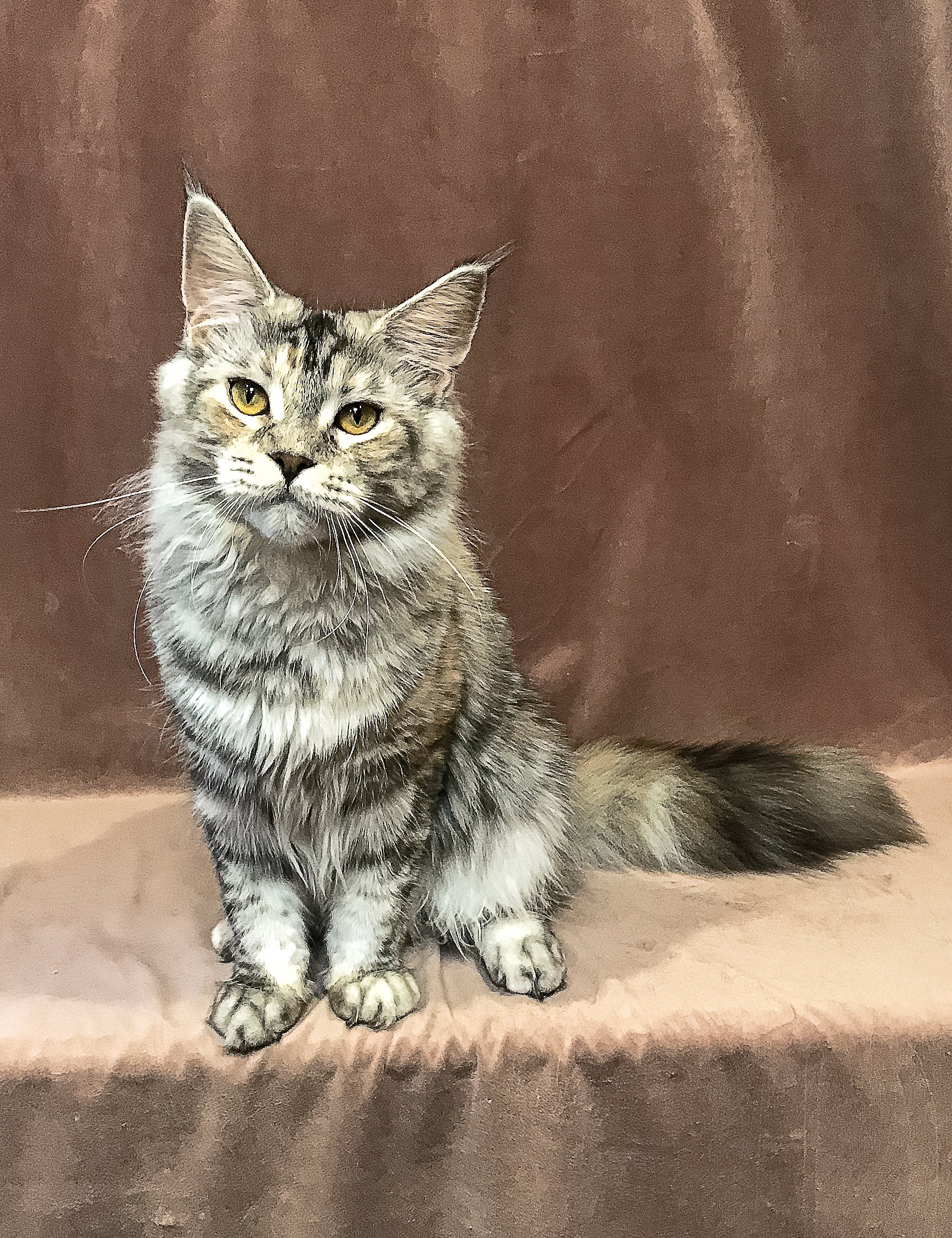 Silver Maine Coon Kittens - Adopt Yours Today – Purebred Kitties