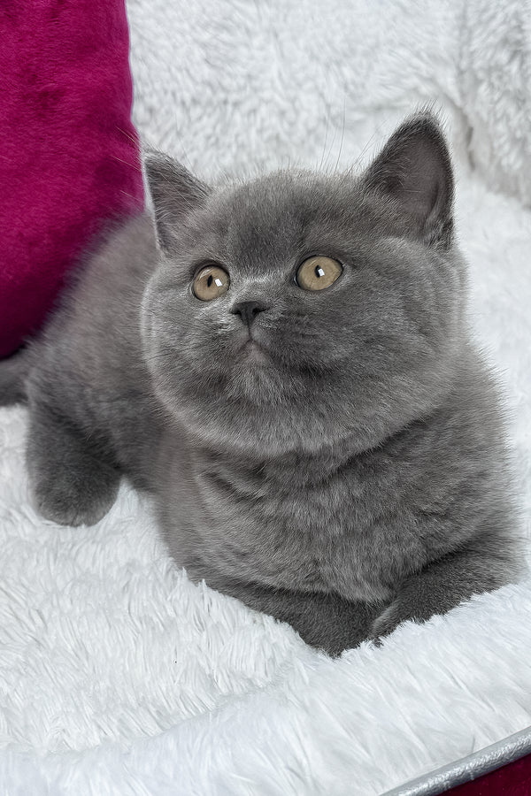 Klaus the Lovable British Shorthair Kitten