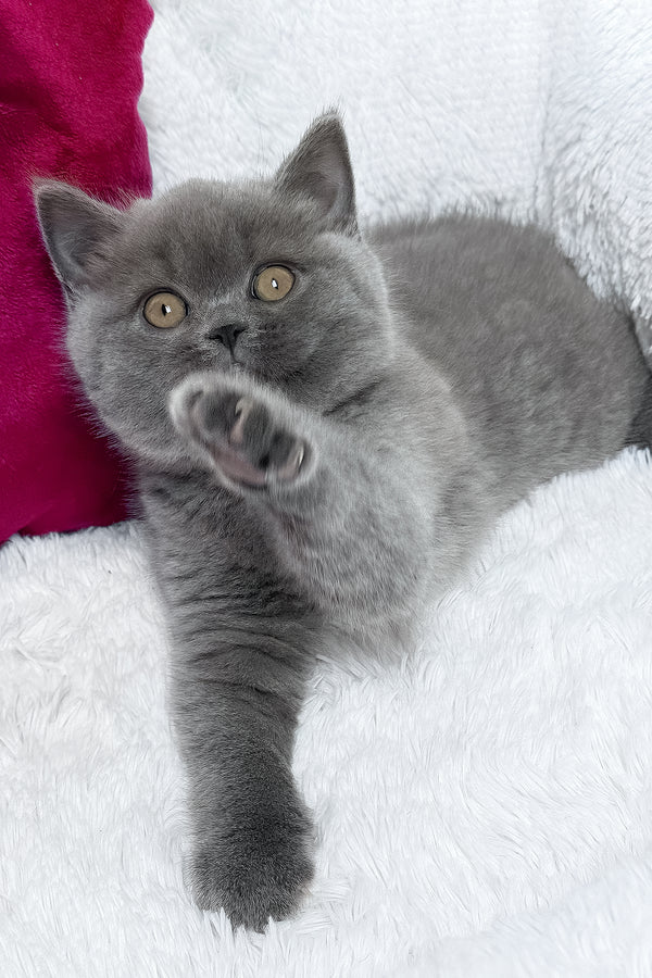 Klaus the Lovable British Shorthair Kitten