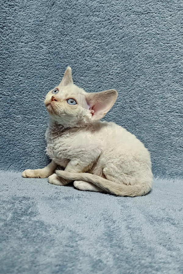 Adorable Cindy: your Perfect Devon Rex Kitten – Purebred Kitties