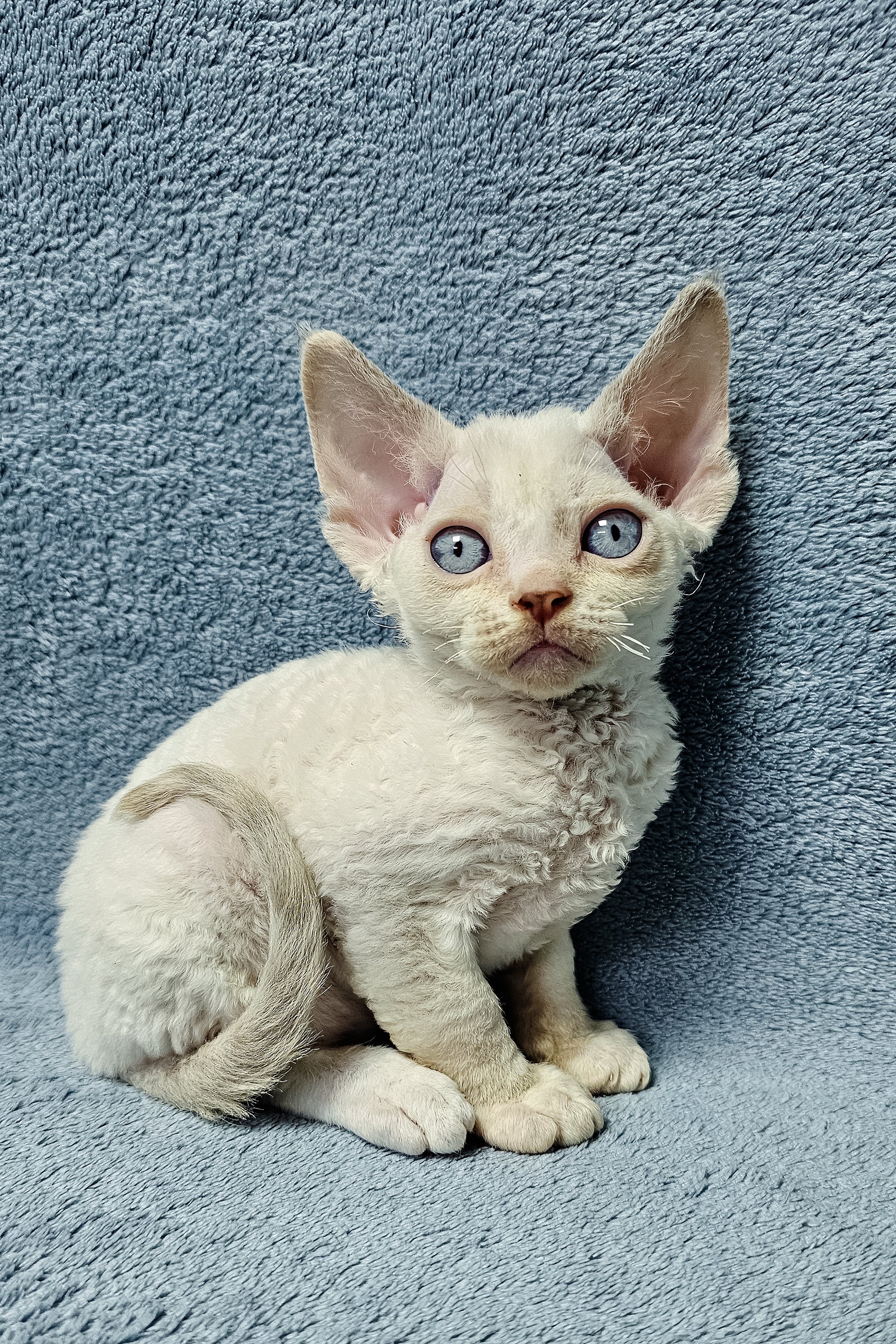 Adorable Cindy: your Perfect Devon Rex Kitten – Purebred Kitties