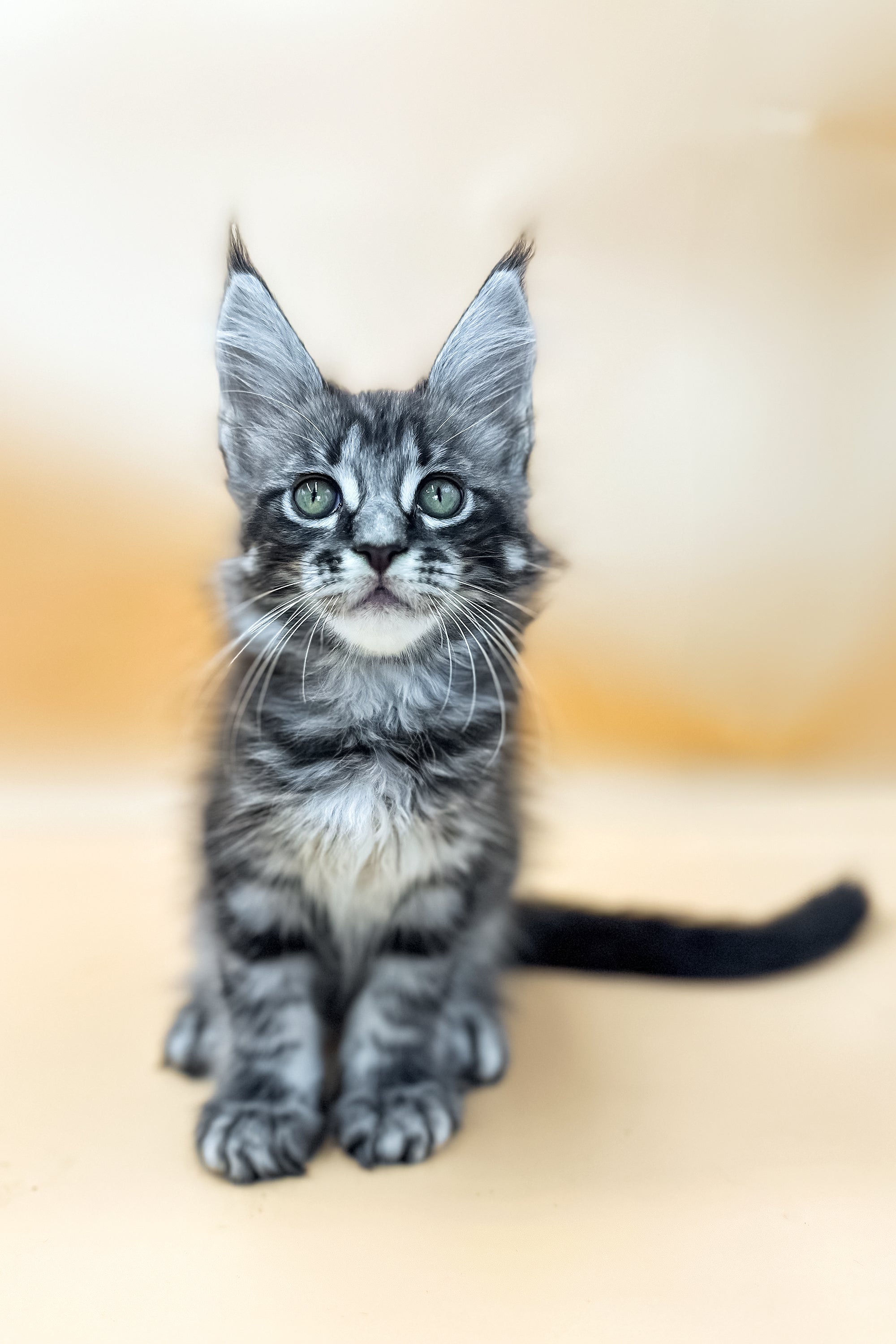 Meet Grand A Loving Maine Coon Kitten