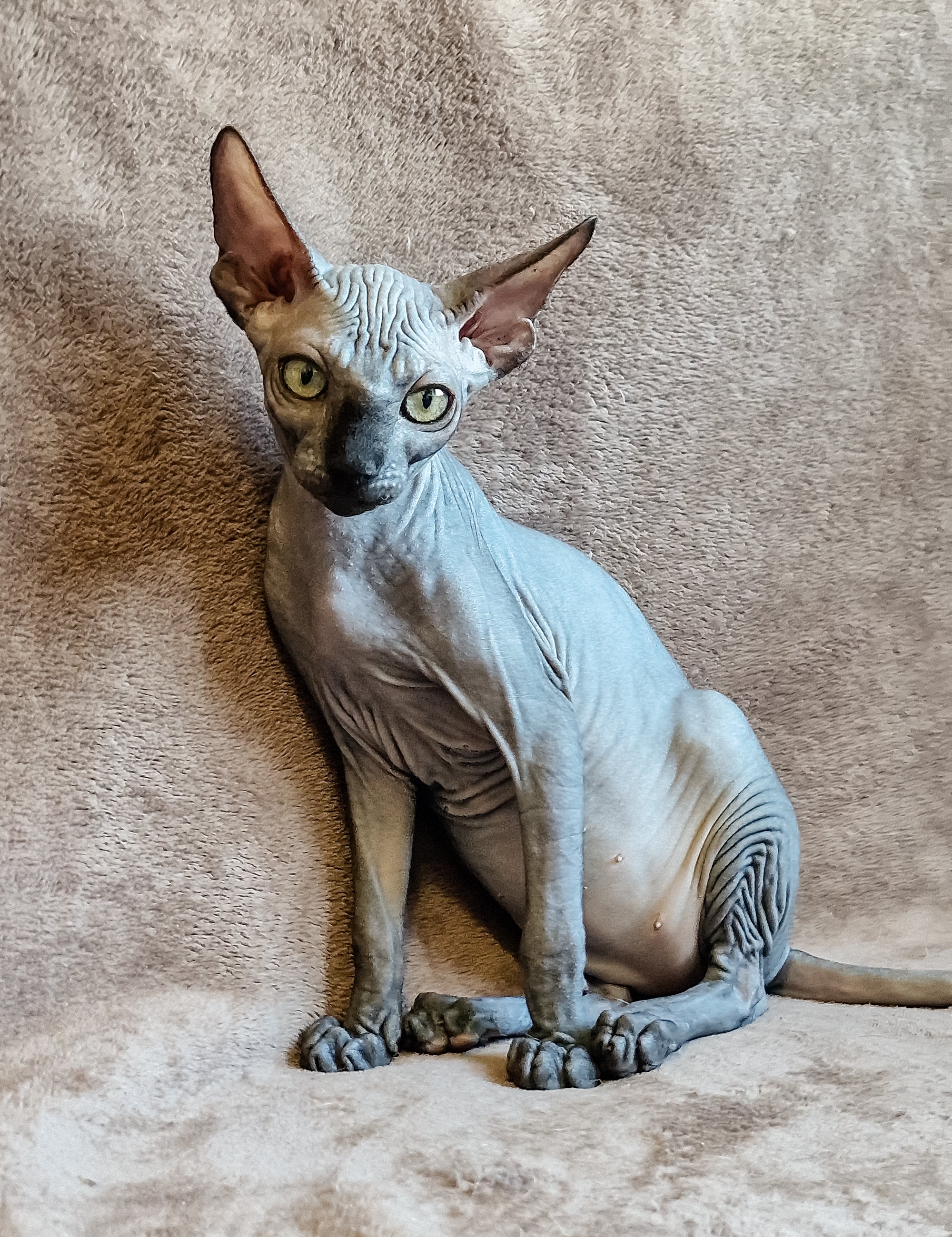 Ultimate Guide to Sphynx Cat Care - Everything You Need to Know ...