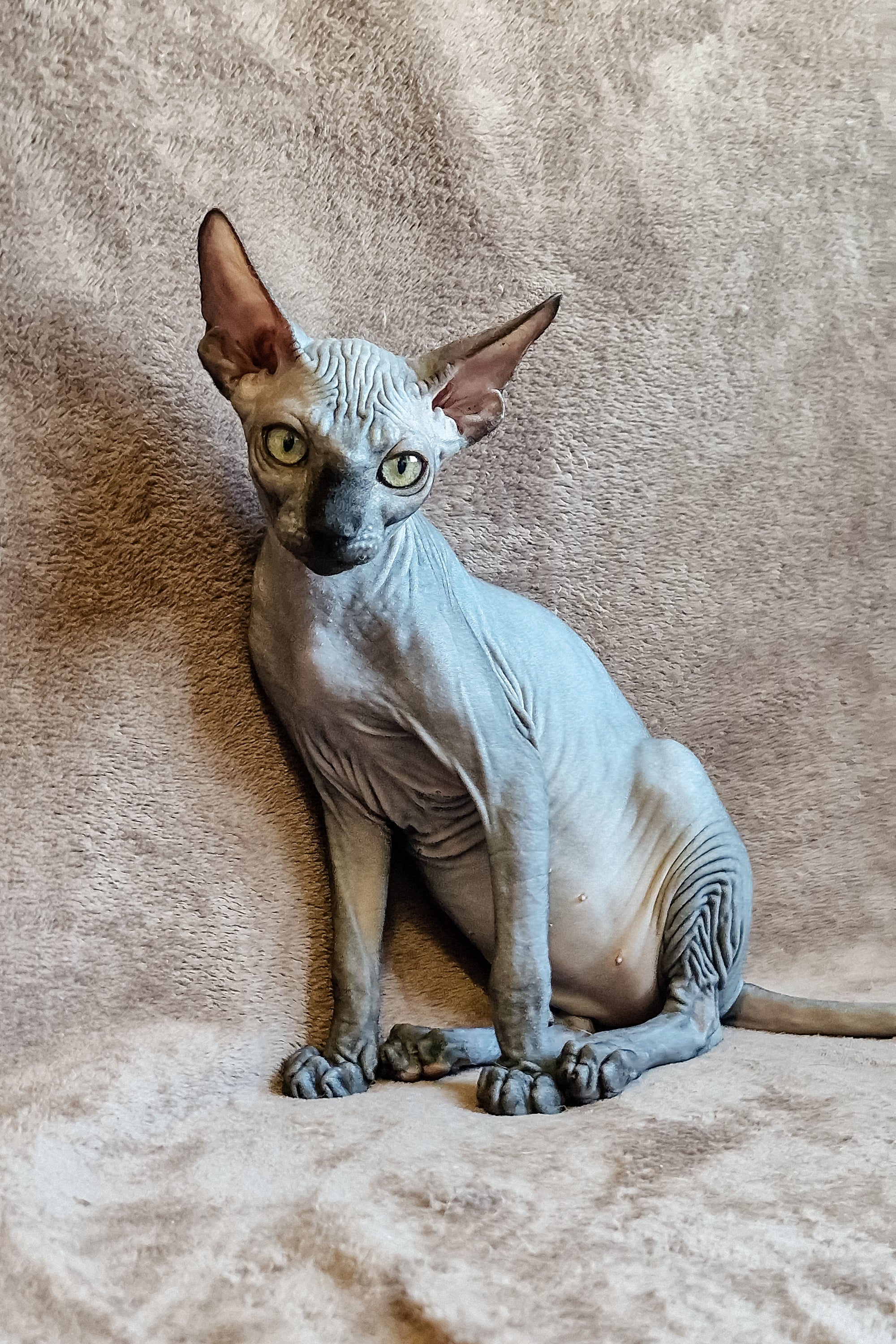 Ultimate Guide to Sphynx Cat Care - Everything You Need to Know ...