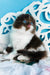 Xanti the Cute Chocolate with White Scottish Fold Longhair Kitten